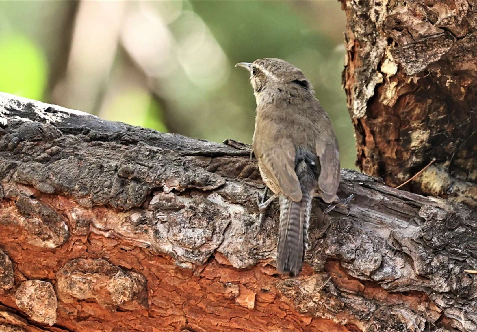 Birds of Cave Creek Arizona — Coke Smith Wildlife