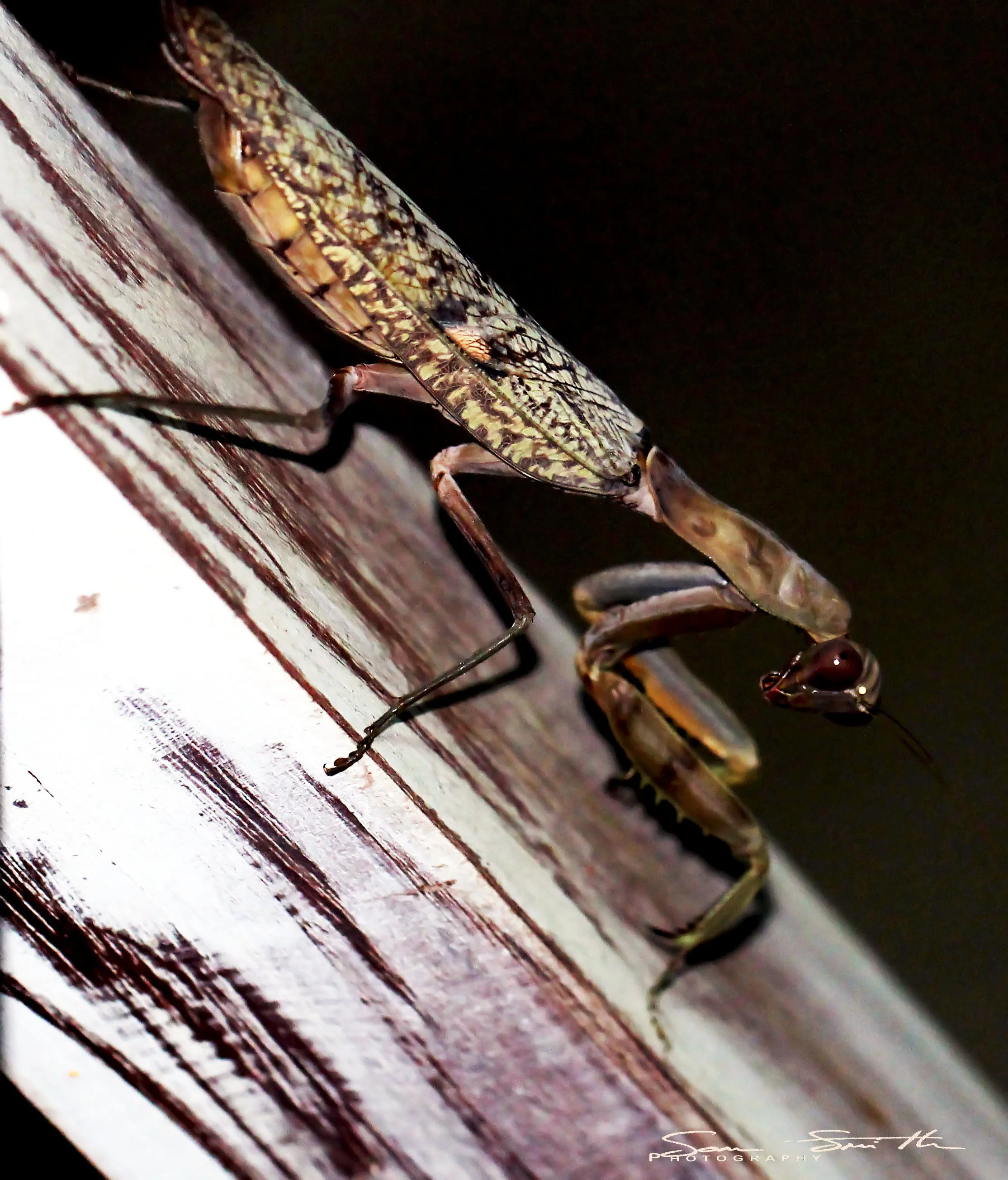 Order Mantodea - Mantids — Coke Smith Wildlife