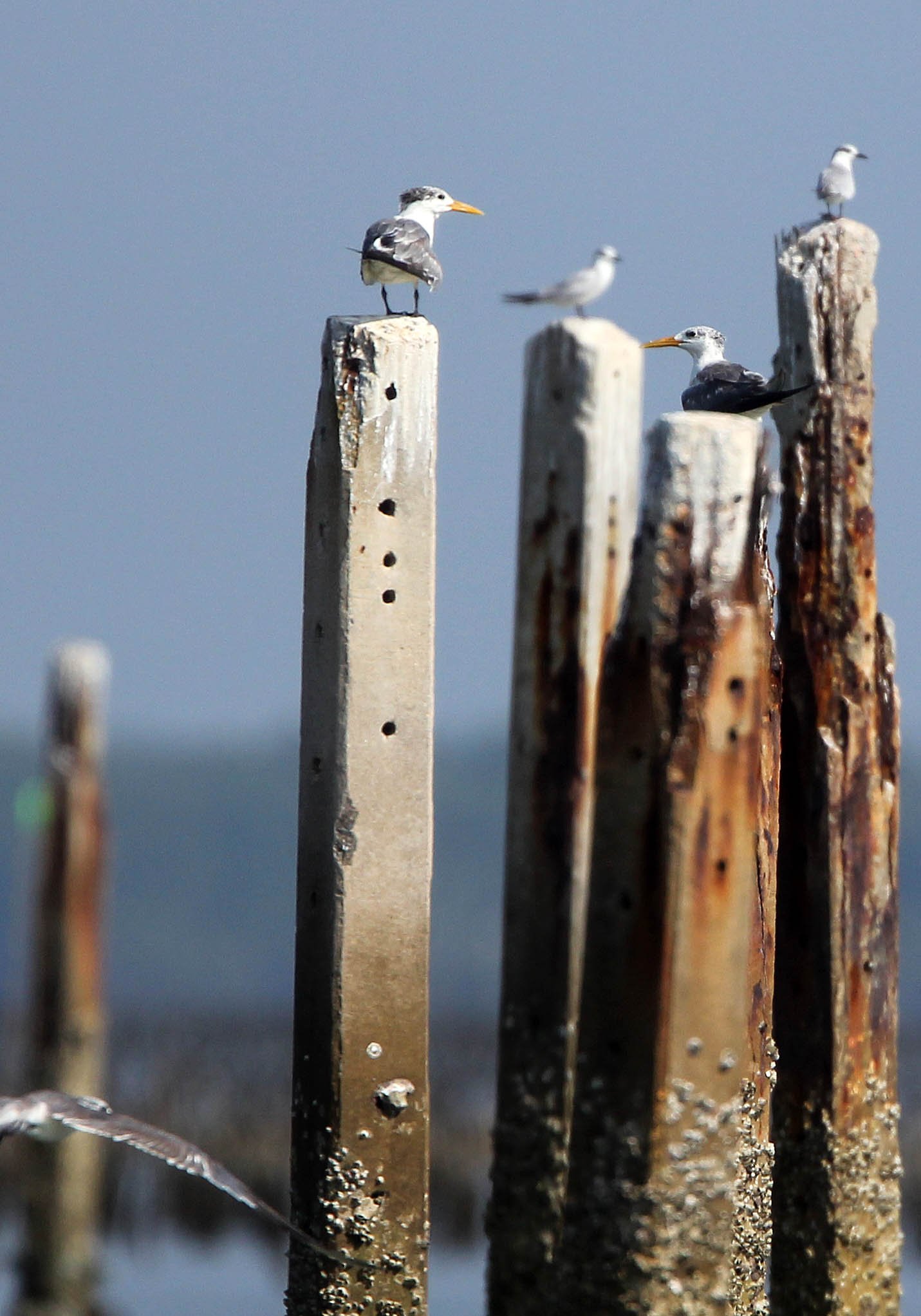 Greater Crested Tern (Thalasseus bergii) — Coke Smith Wildlife