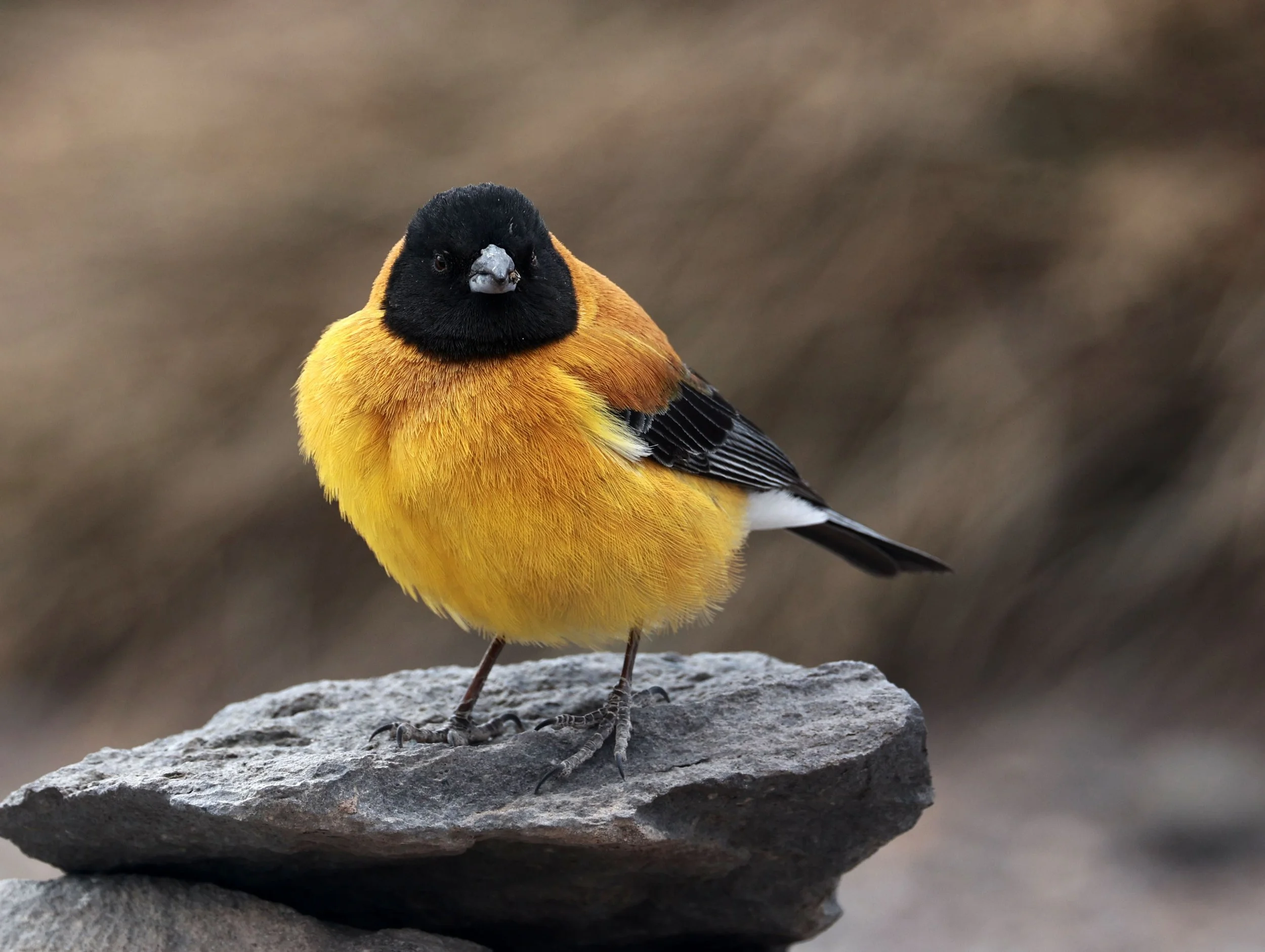 Black-hooded Sierra-Finch (Phrygilus atriceps) Lauca National Park ...