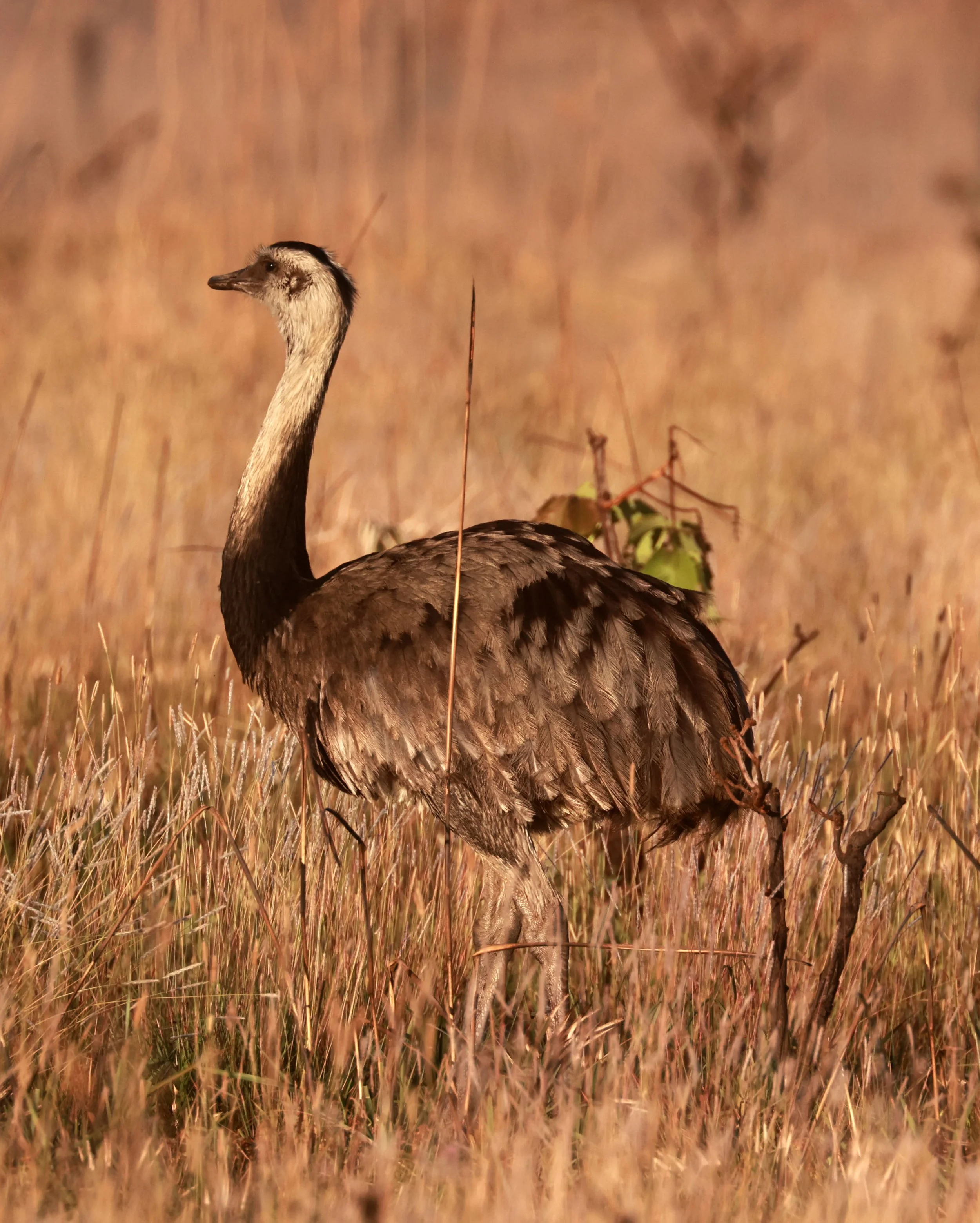 Greater Rhea (Rhea americana americana) Northern Pantanal — Coke Smith ...