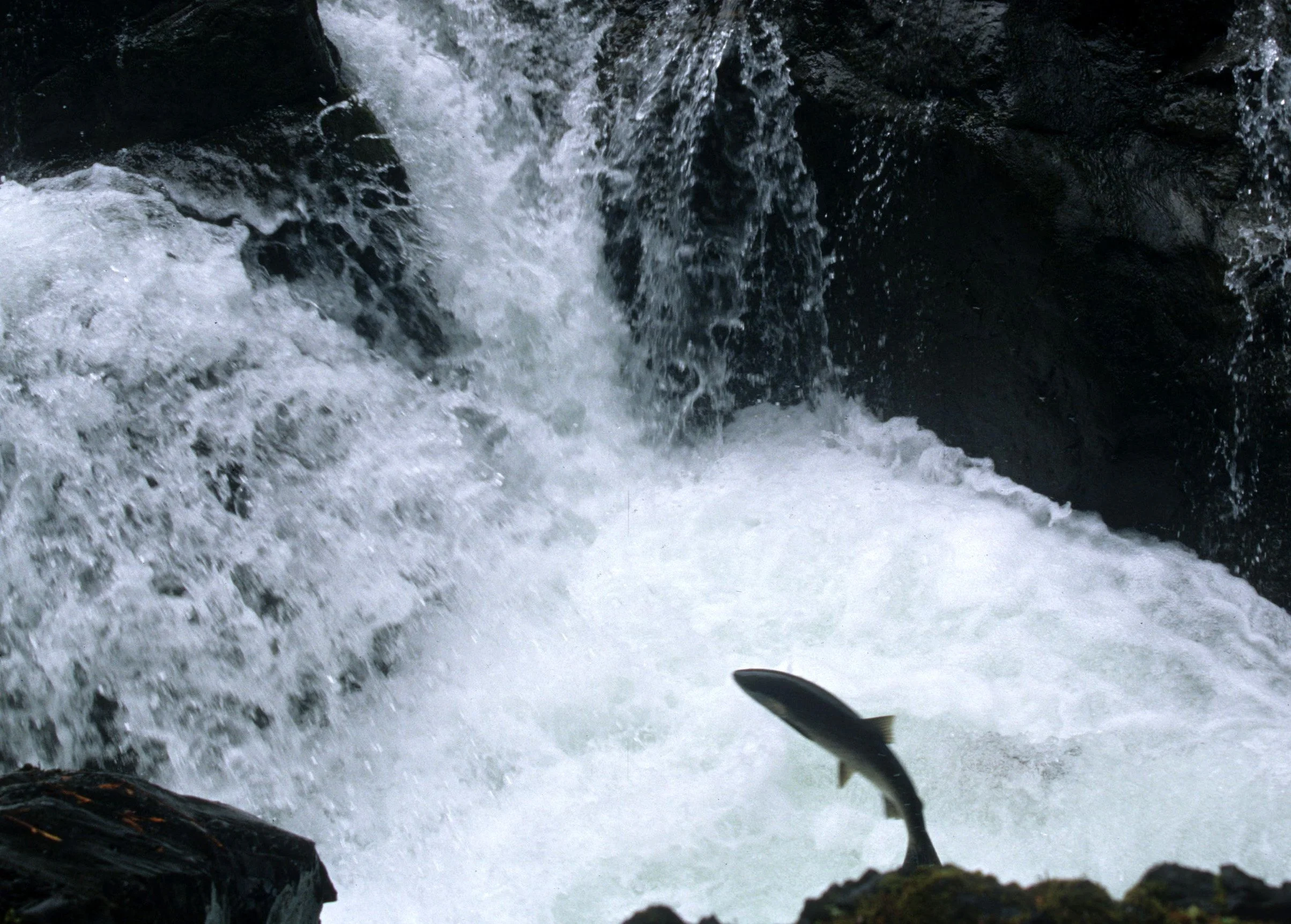 Family Salmonidae - The Salmonids — Coke Smith Wildlife