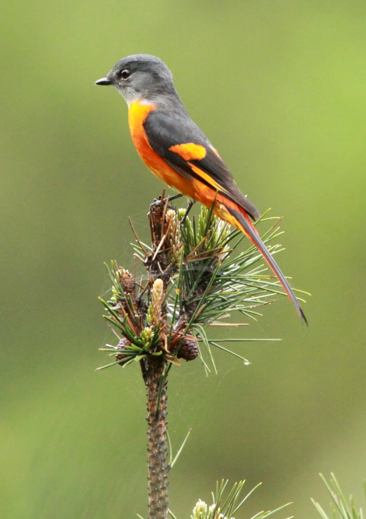 Gray-chinned Minivet (Pericrocotus solaris) Anhui Province China — Coke Smith Wildlife