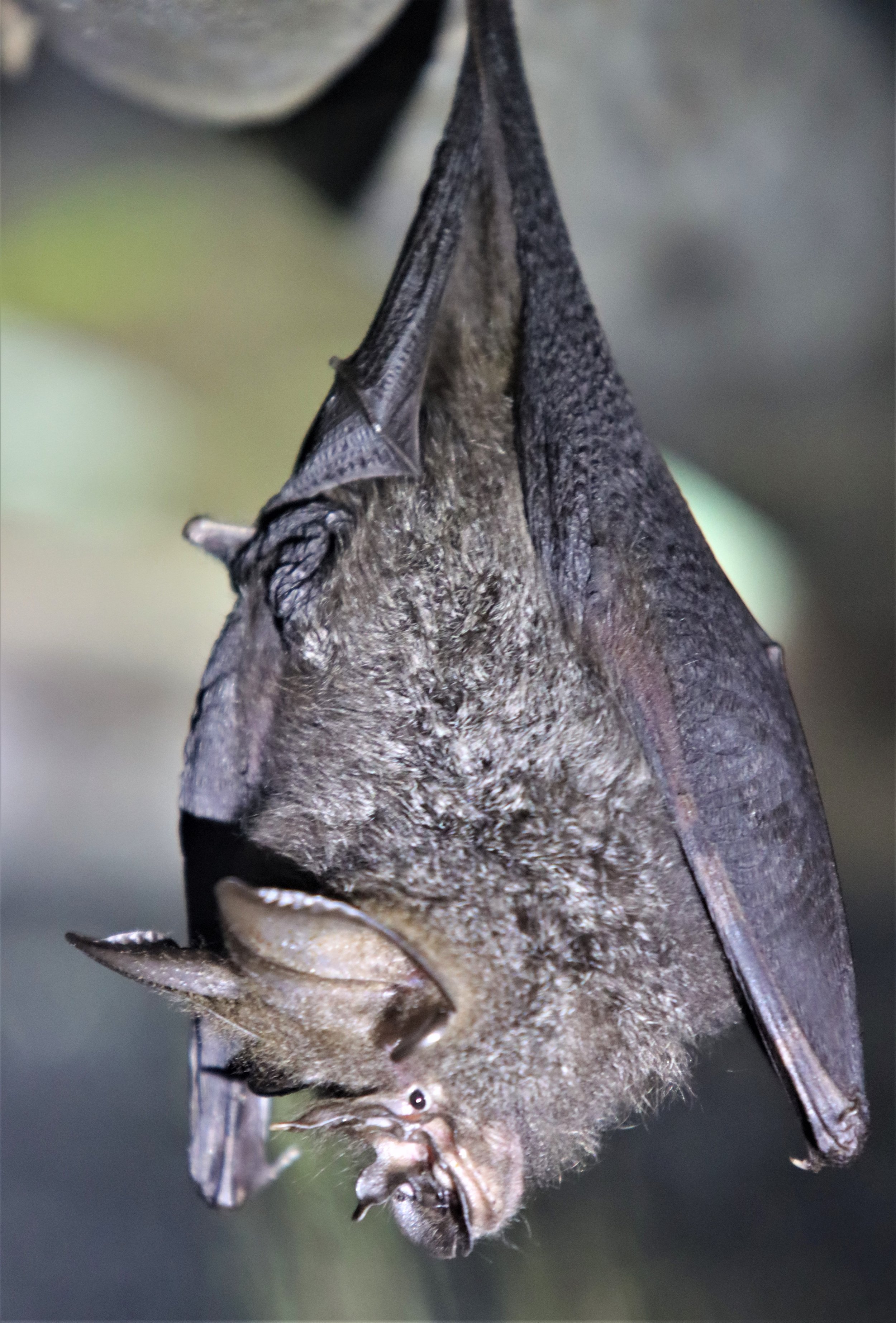 Rhinolophus luctus - Great Woolly Horseshoe Bat — Coke Smith Wildlife