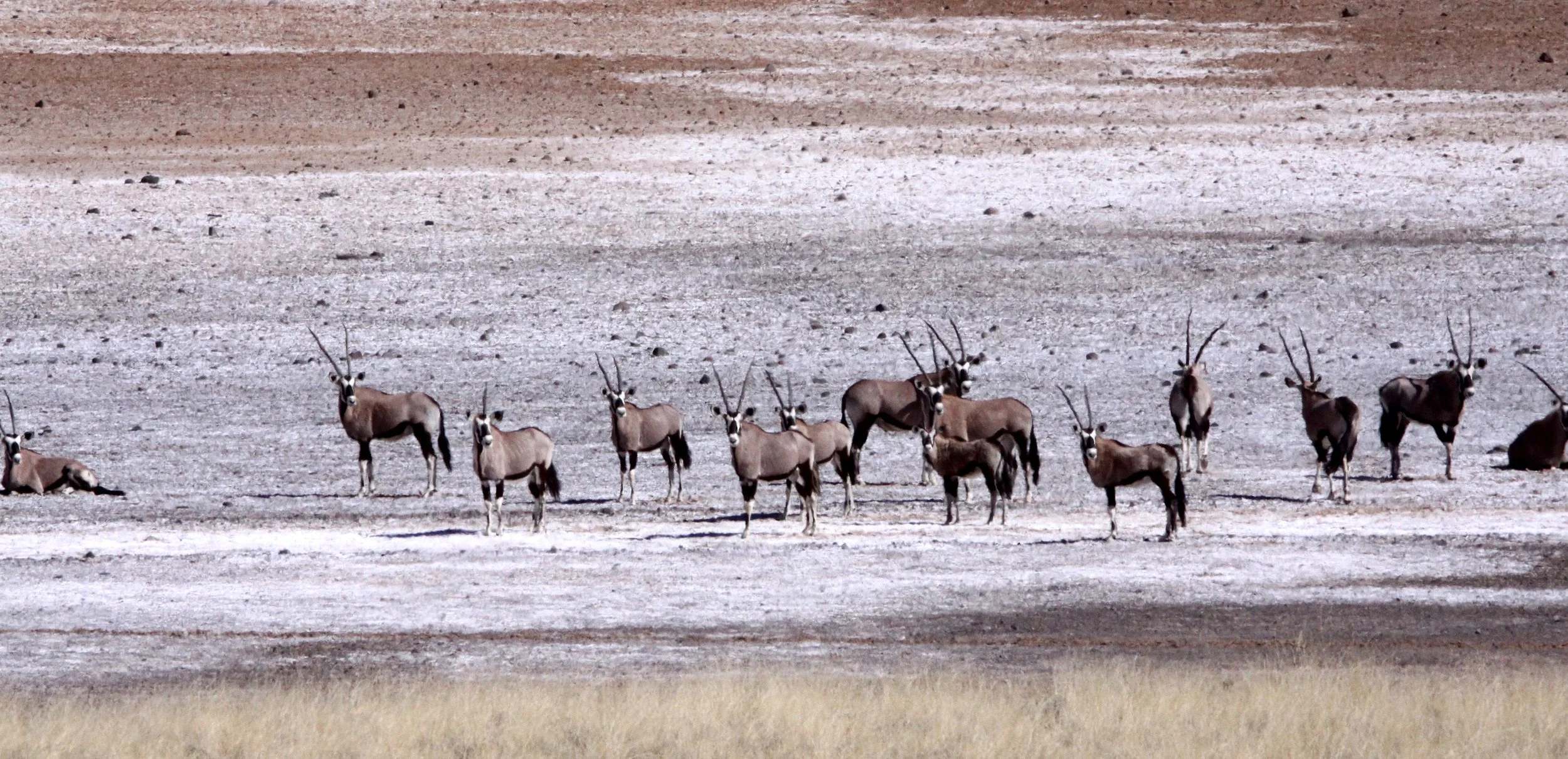 Genus Oryx gazella Gemsbok — Coke Smith Wildlife
