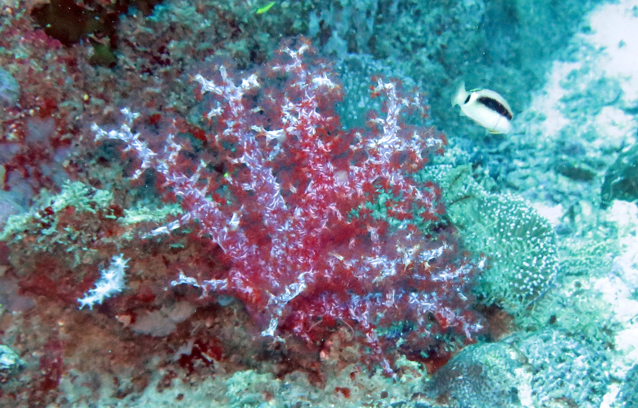 Phylum Cnidaria - Sea Jellys, Anemones, Corals & Hydroids — Coke Smith ...