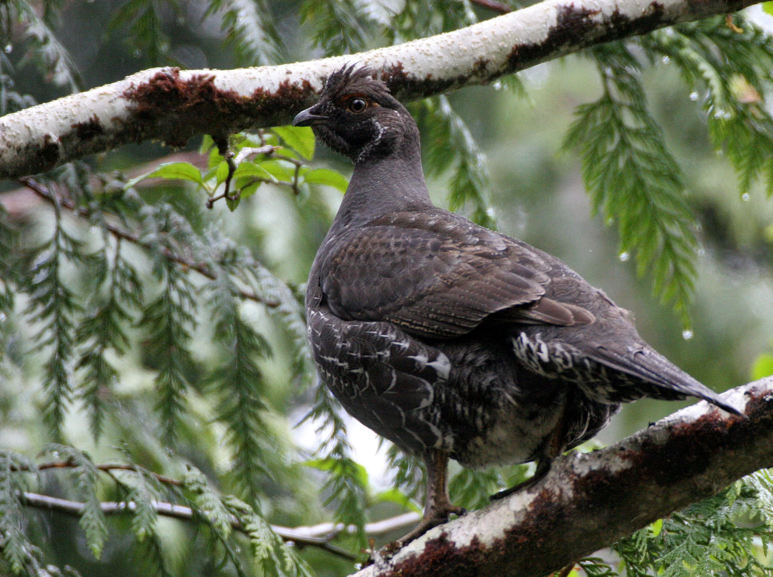 Genus Bonasa Grouse — Coke Smith Wildlife