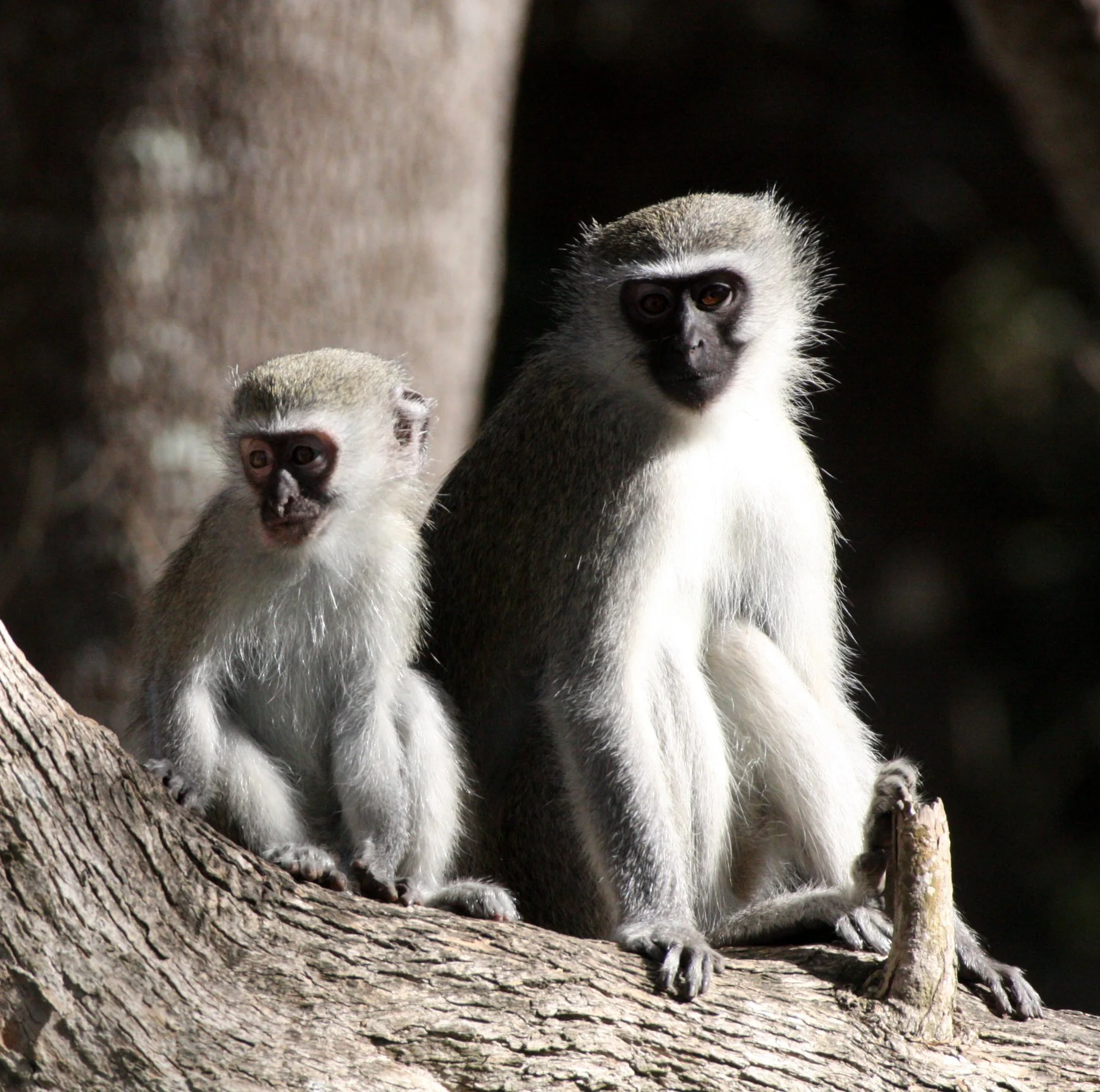 Chlorocebus pygerythrus Vervet Monkey — Coke Smith Wildlife