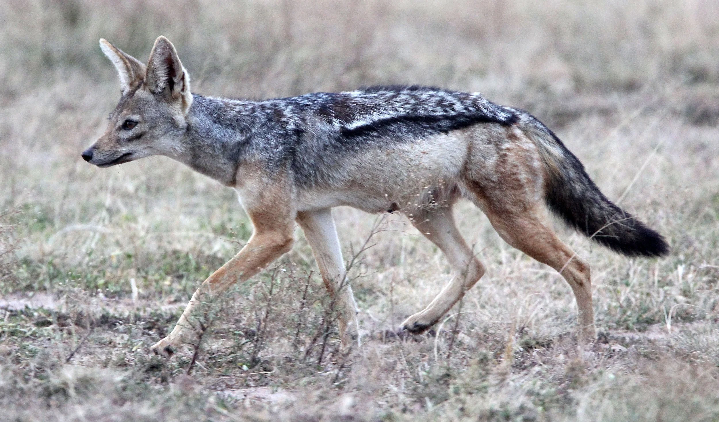 Genus Lupulella African Jackals — Coke Smith Wildlife