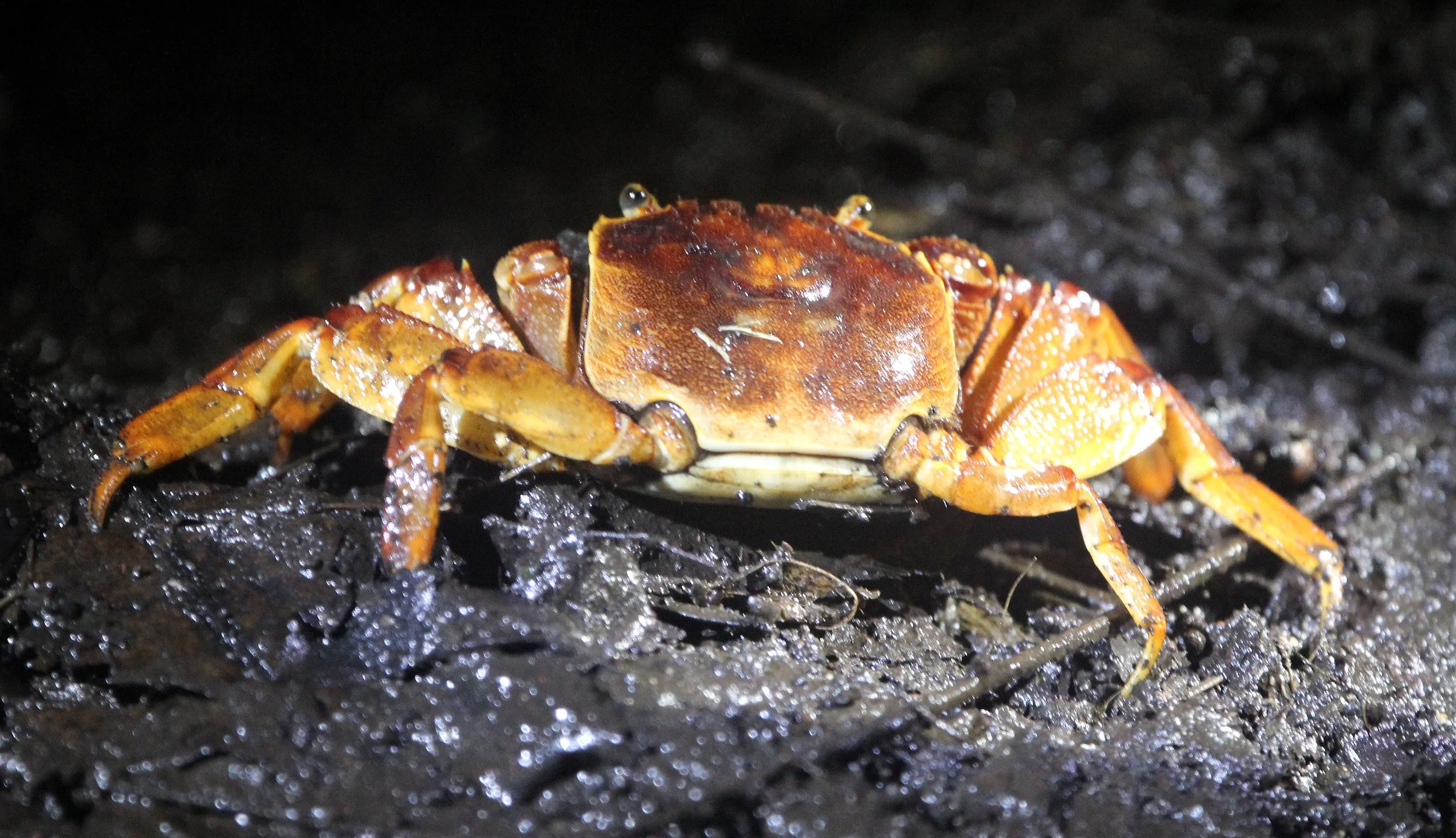 Subphylum Crustacea - Crabs, Shrimp, Barnacles — Coke Smith Wildlife