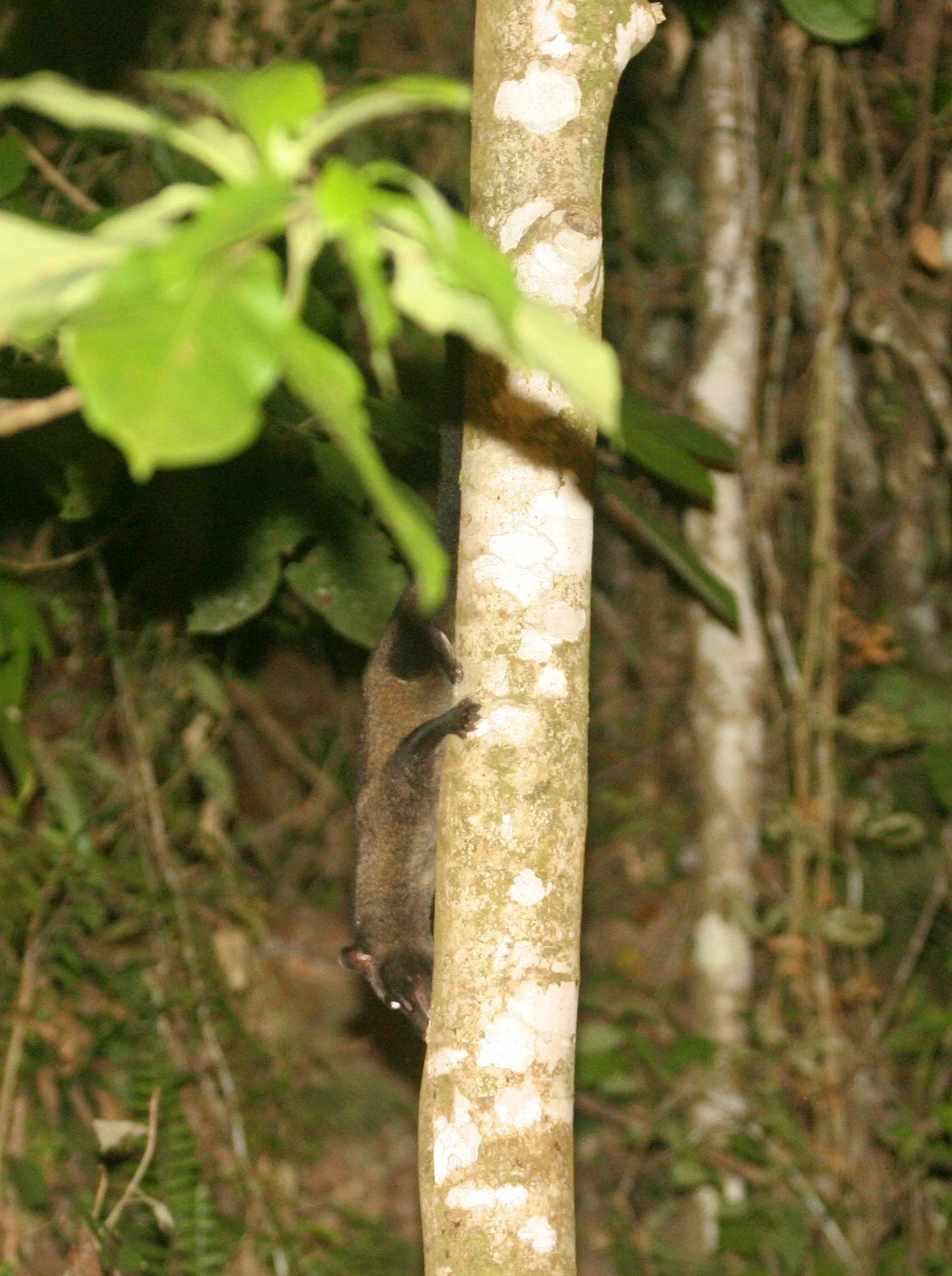 Paradoxurus hermaphroditus Common Palm Civet — Coke Smith Wildlife
