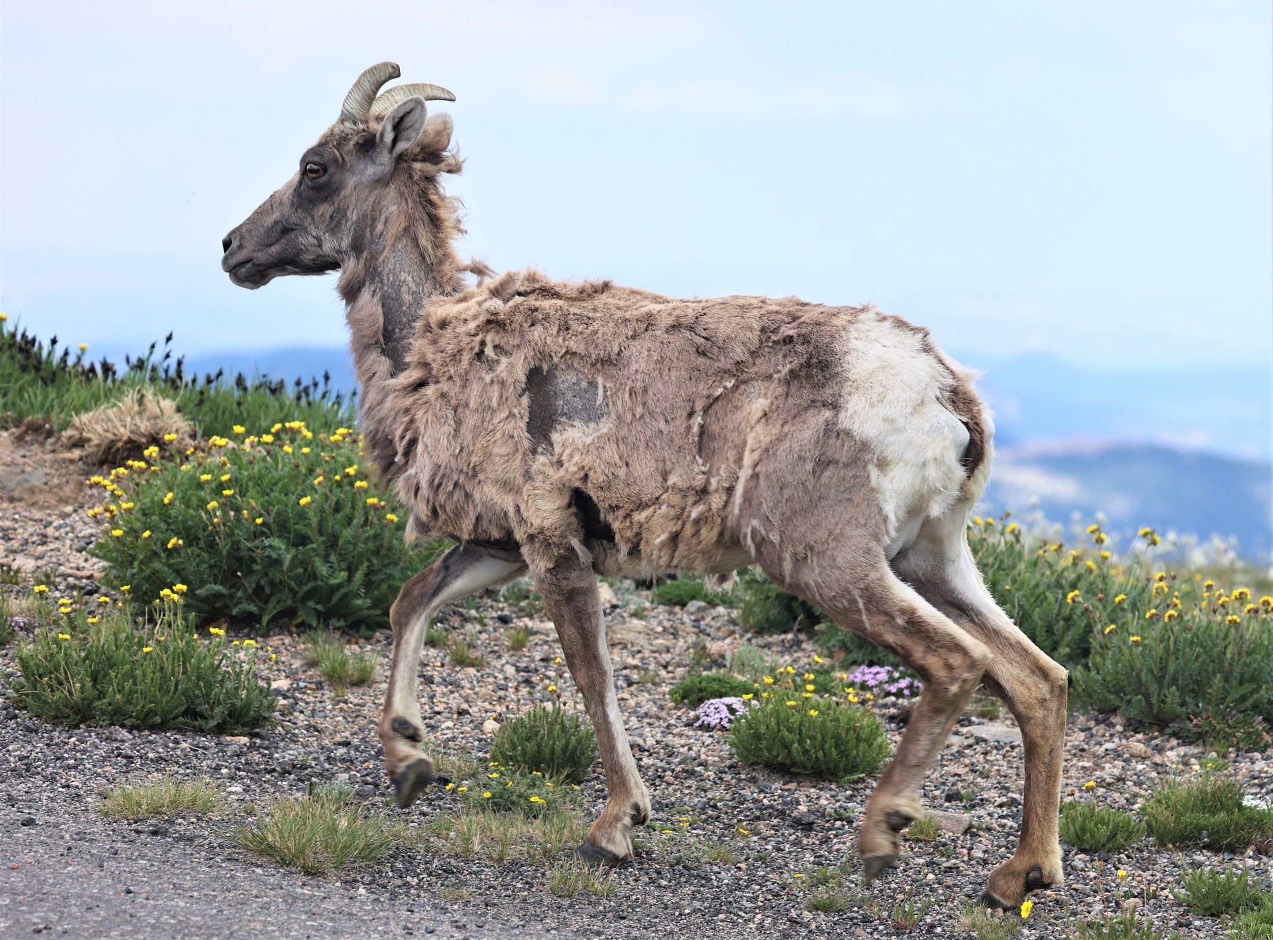Genus Ovis Bighorn Sheep — Coke Smith Wildlife