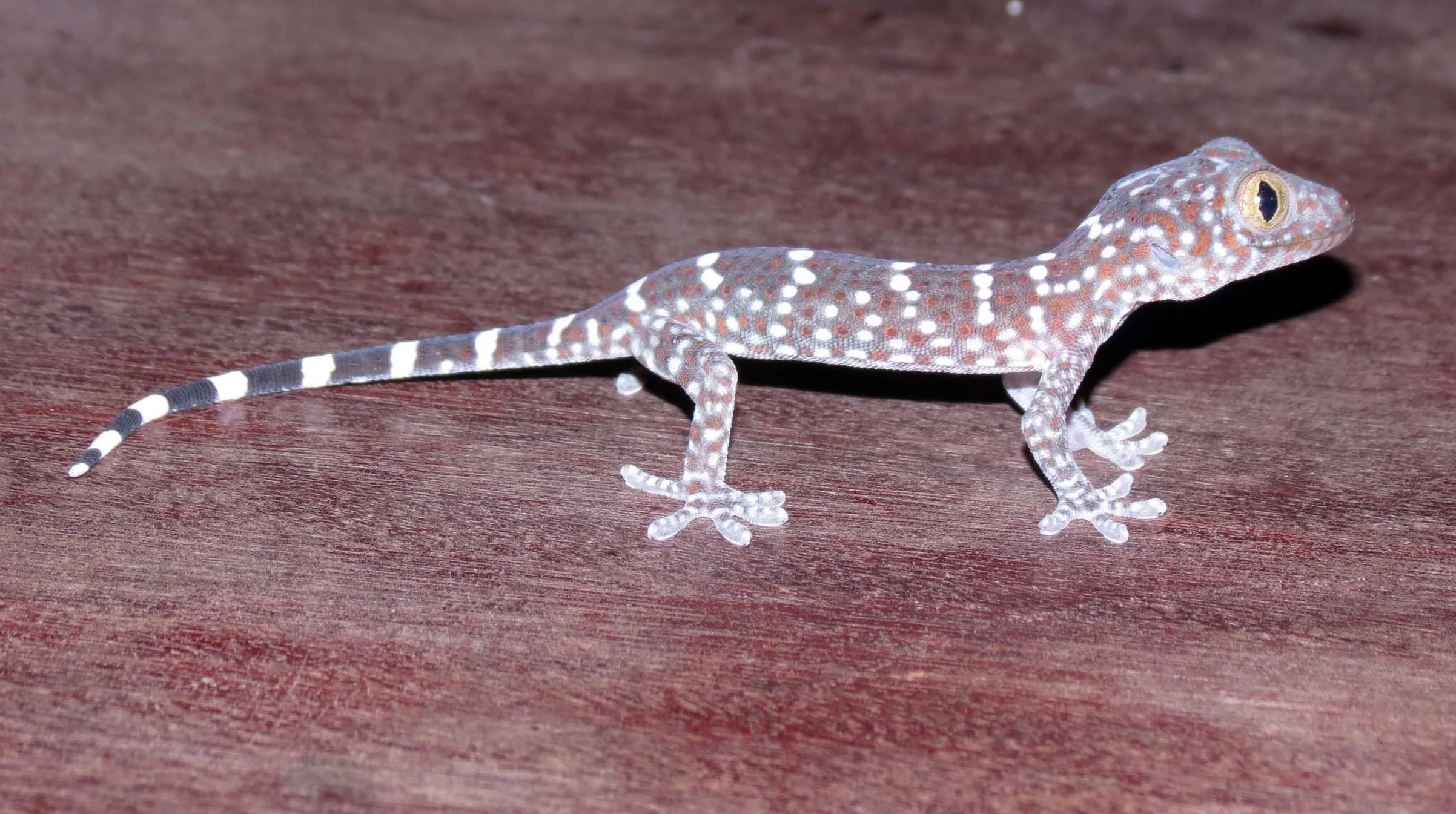 Family Gekkonidae - Geckos — Coke Smith Wildlife