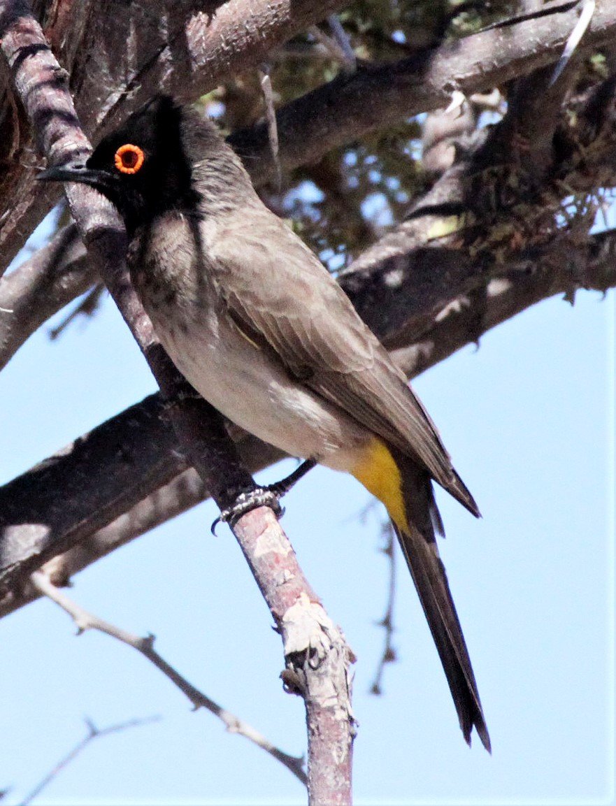 Black-fronted or African Red-eyed Bulbul (Pycnonotus nigricans) — Coke ...