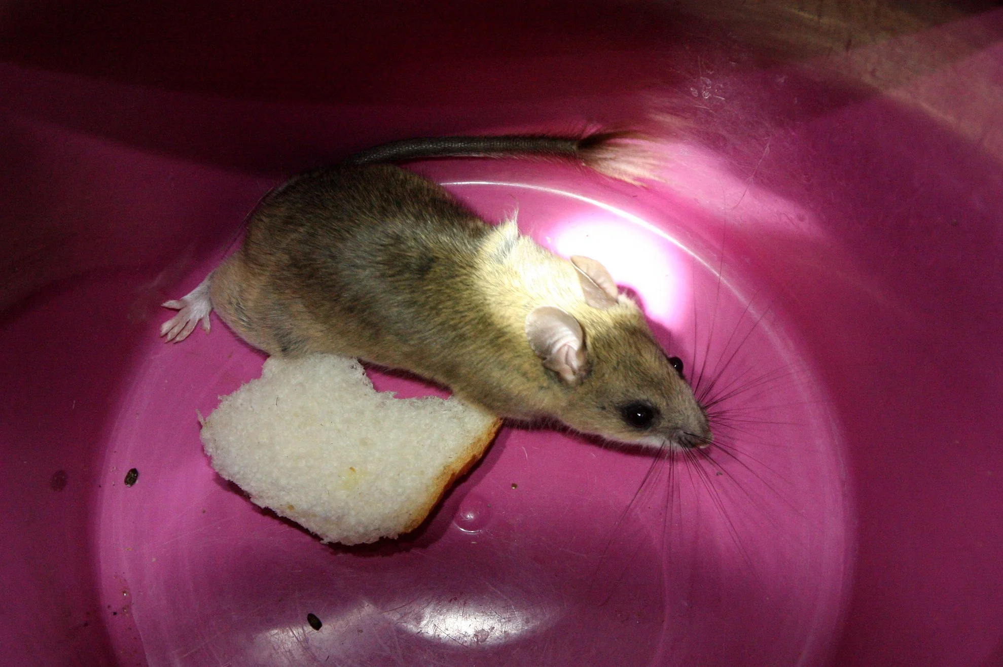 Eliurus myoxinus - Western Tuft-tailed Rat — Coke Smith Wildlife