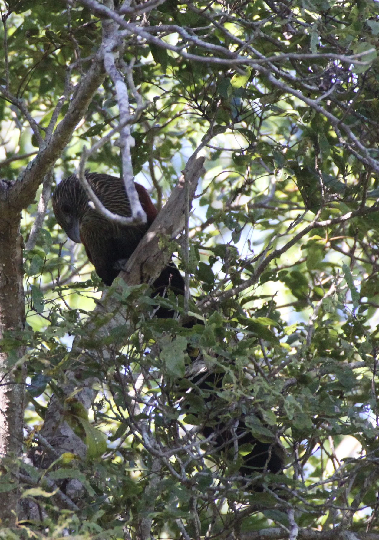 Genus Centropus Coucals — Coke Smith Wildlife