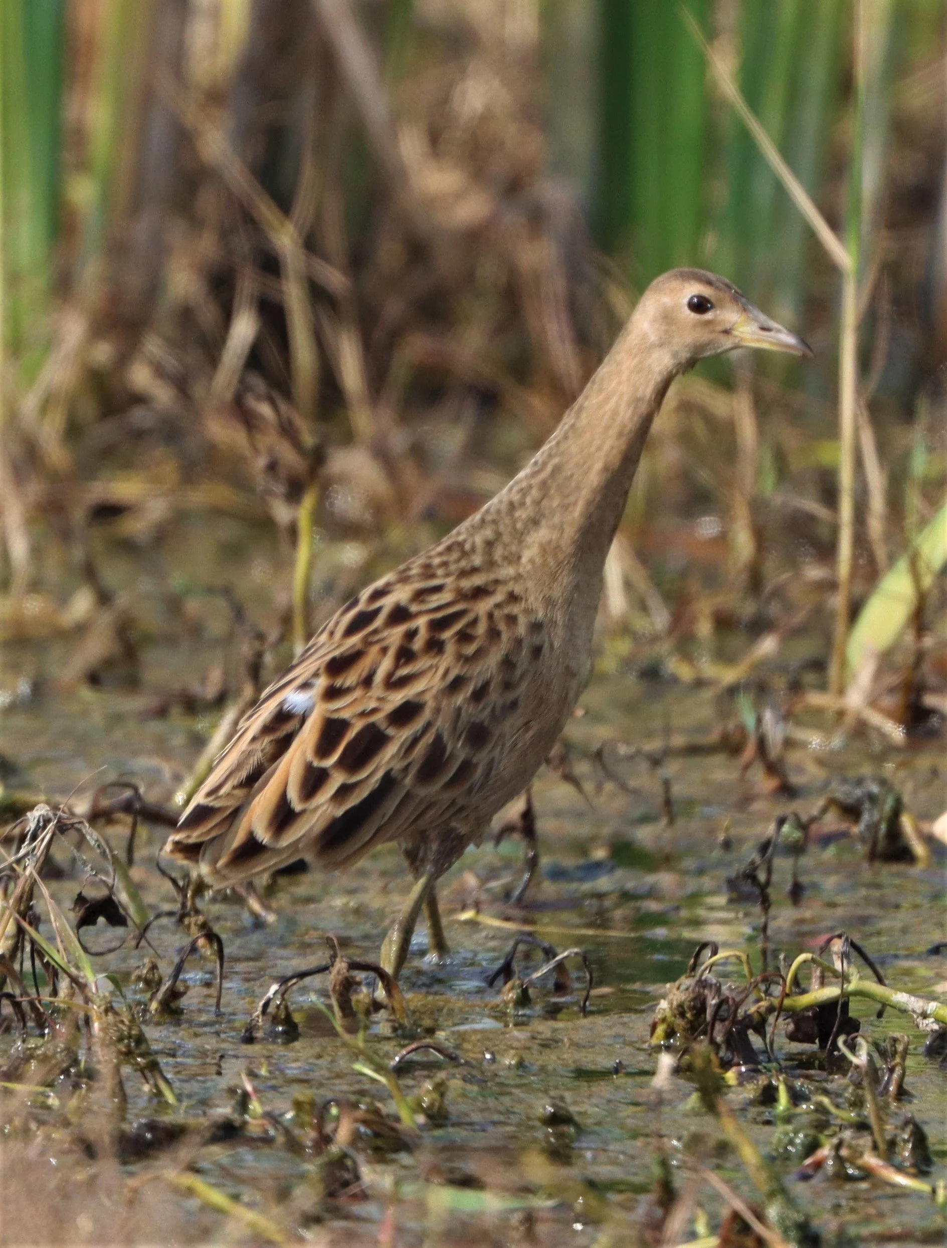 Watercock (Gallicrex cinerea) Thap Yao Rice Fields Lat Krabang Bangkok ...