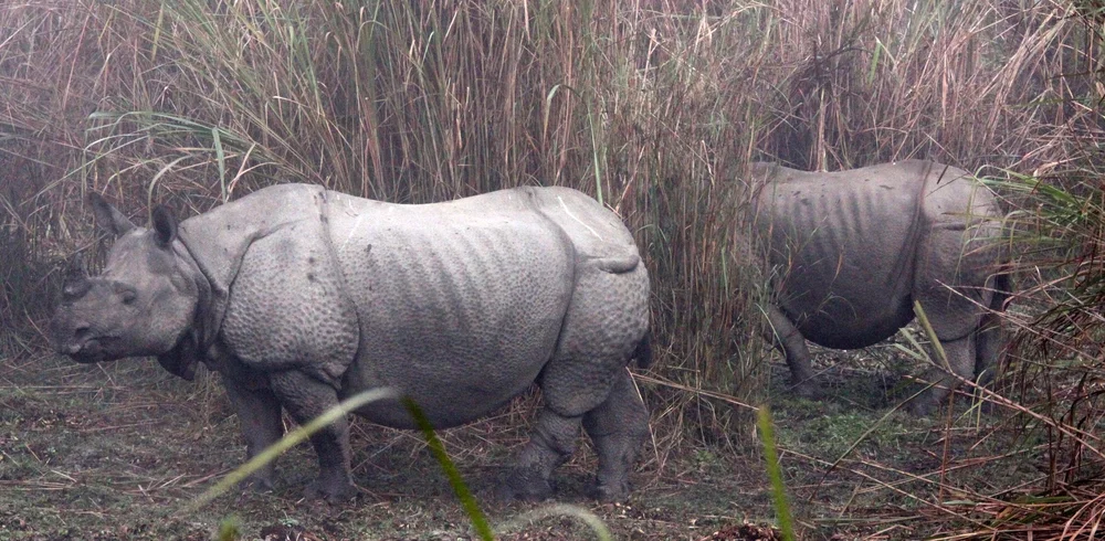 Family Rhinocerotidae - Rhinos — Coke Smith Wildlife