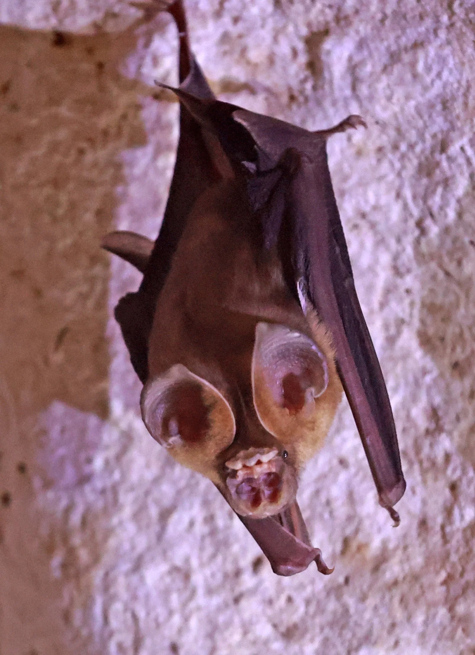 Large Asian Roundleaf Bat (Hipposideros lekaguli) — Coke Smith Wildlife