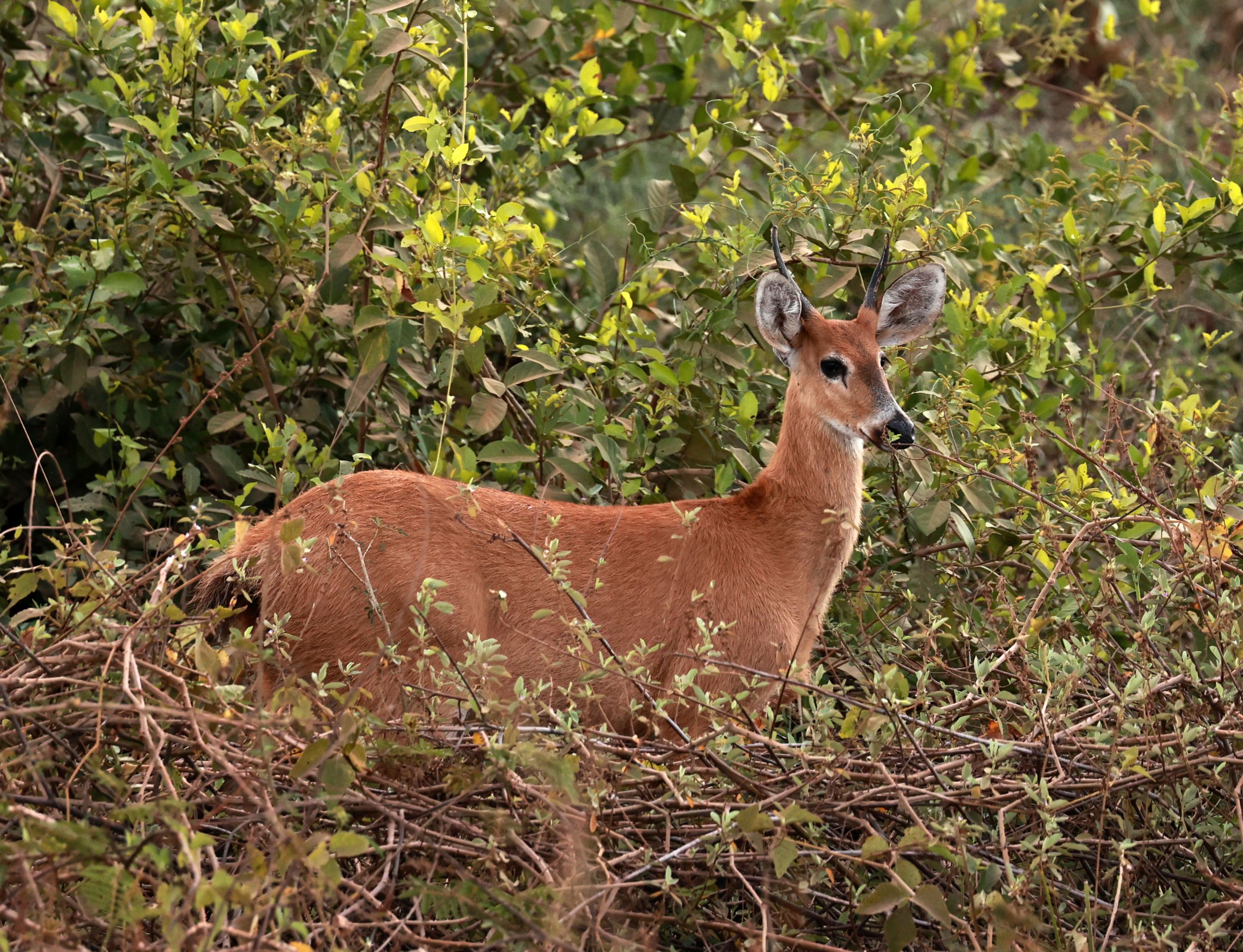 Marsh Deer (Blastocerus dichotomus) — Coke Smith Wildlife