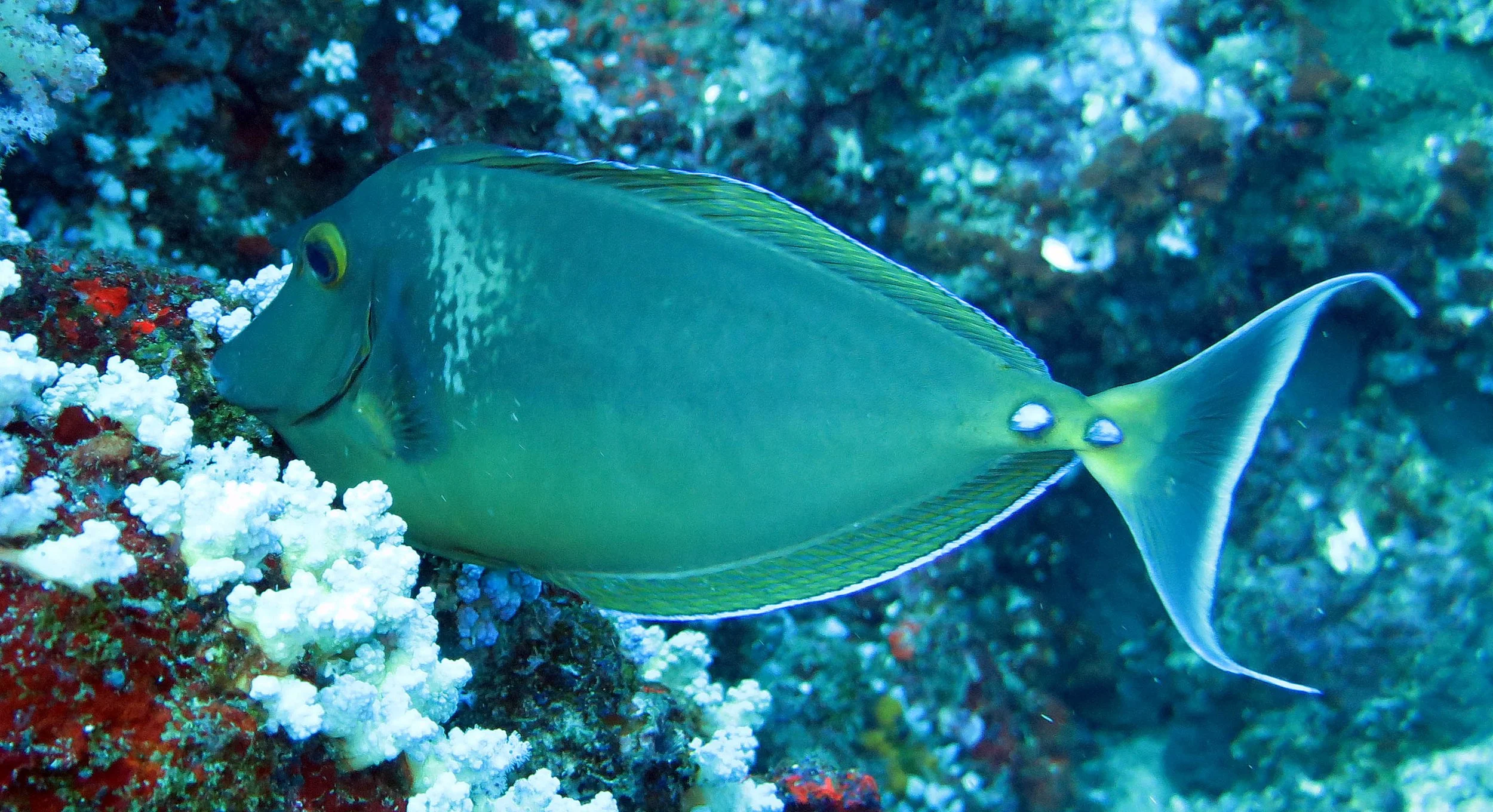 Marine & Freshwater Fish — Coke Smith Wildlife