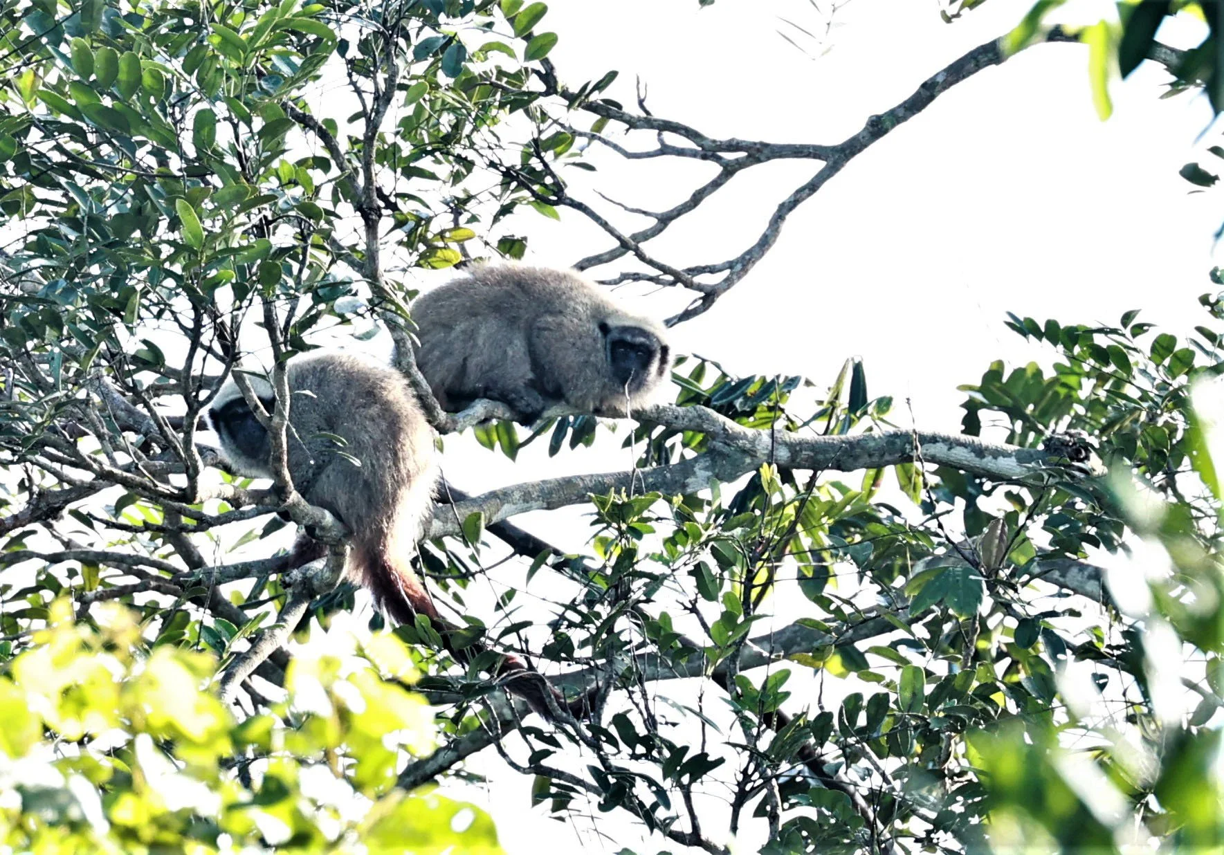 Coimbra Filho's Titi Monkey (Callicebus coimbrai) — Coke Smith Wildlife
