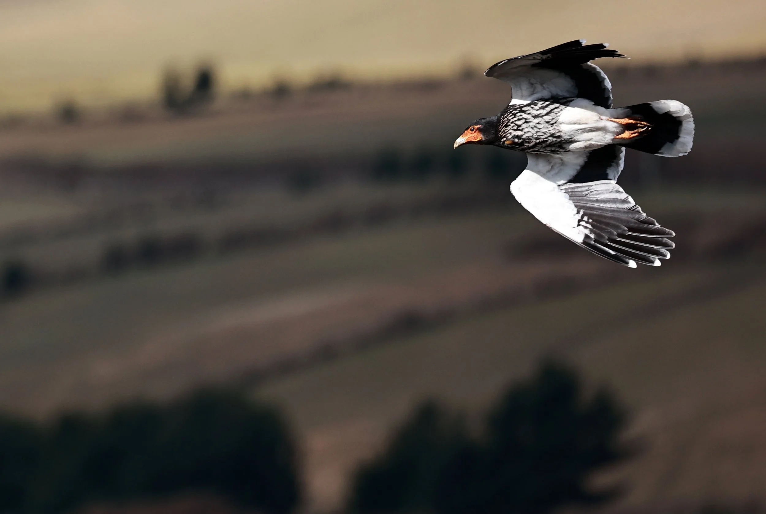 Carunculated Caracara (Phalcoboenus carunculatus) Antisana National ...