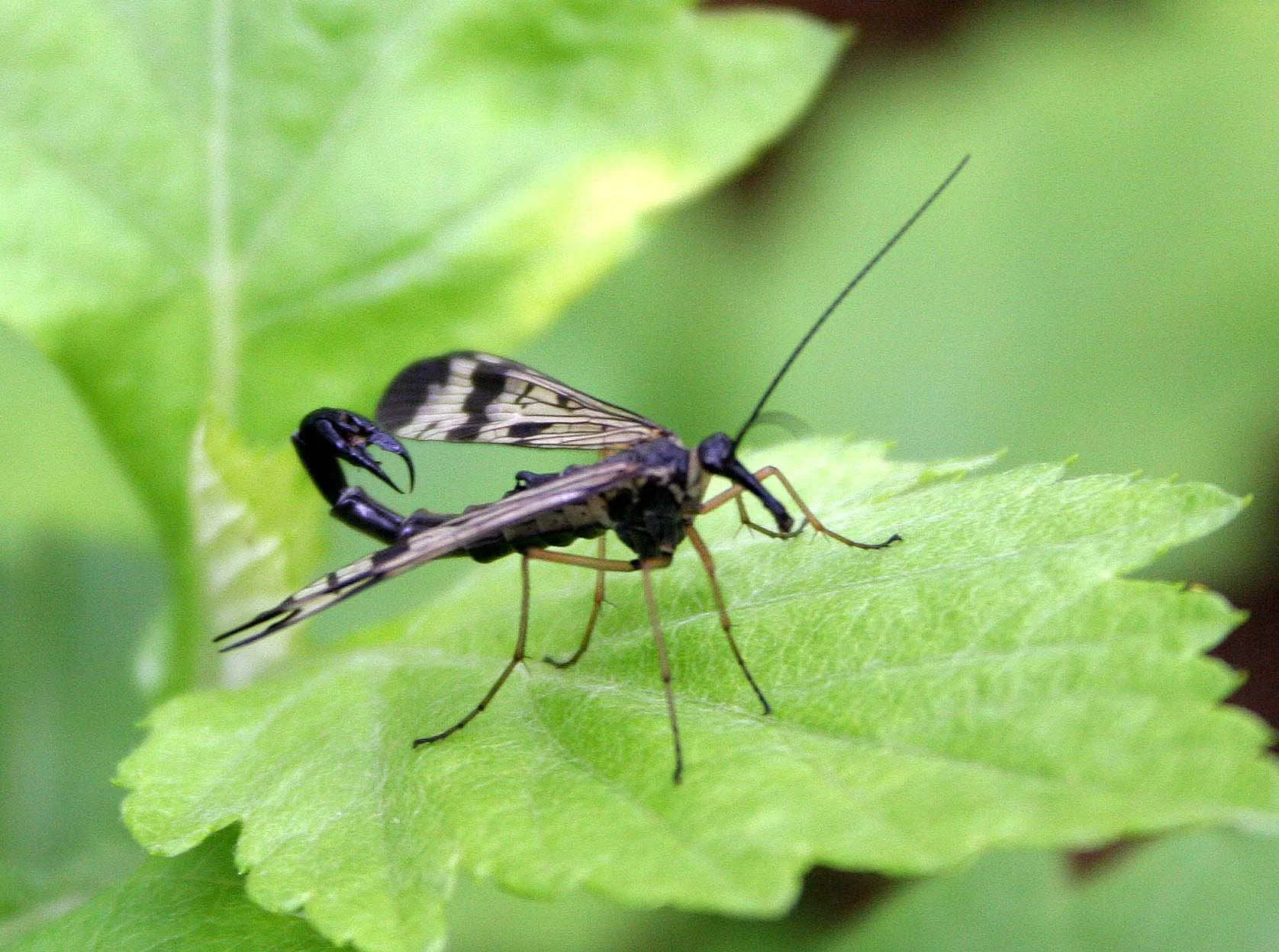 Order Mecoptera - Scorpionflies — Coke Smith Wildlife