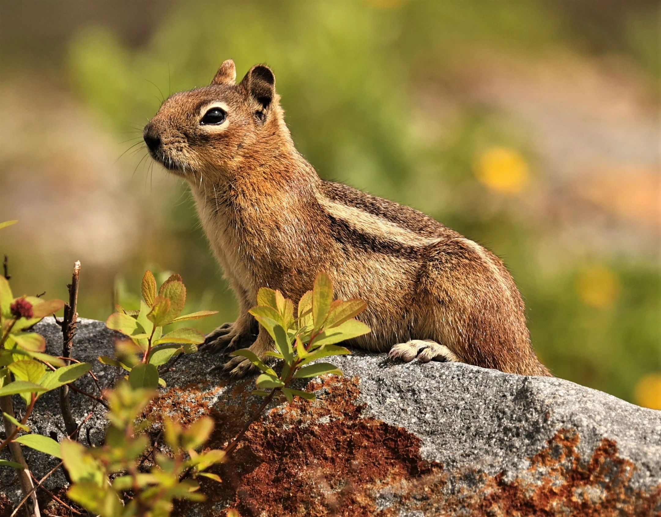Genus Callospermophilus Golden-mantled Ground Squirrels — Coke Smith ...