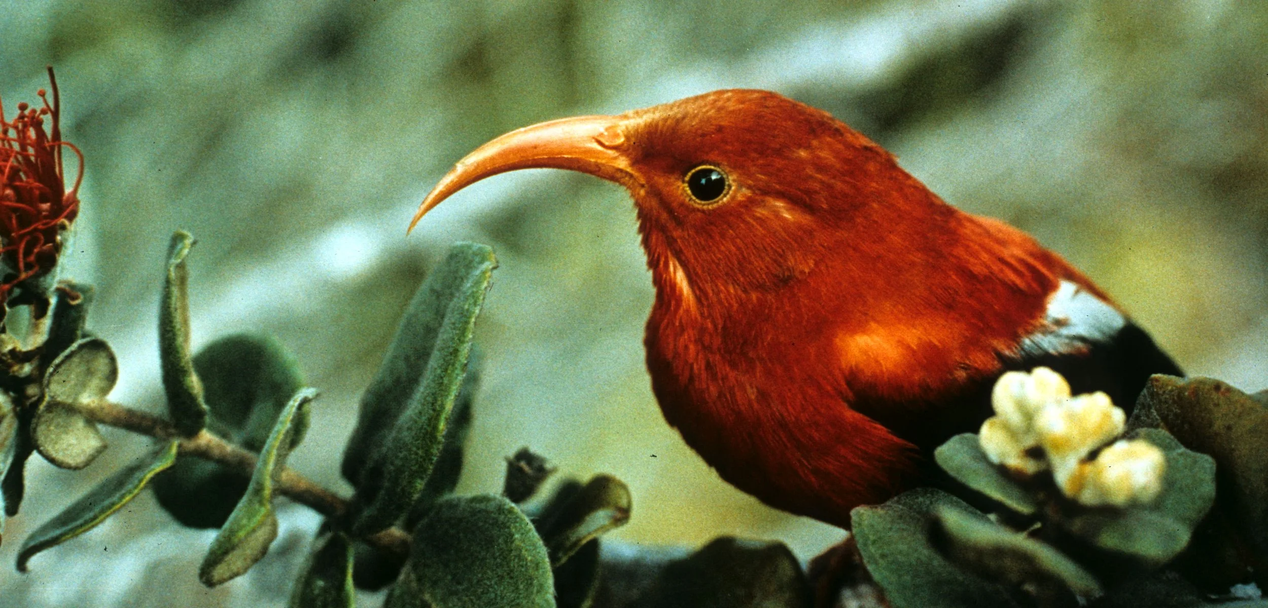 Hawaiian Honeycreepers — Coke Smith Wildlife