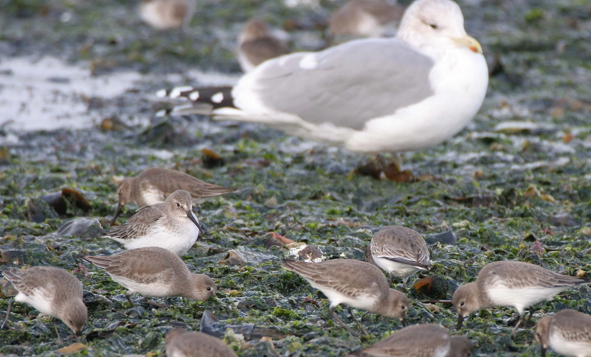 California gull (Larus californicus) Mono Lake and West Coast — Coke ...