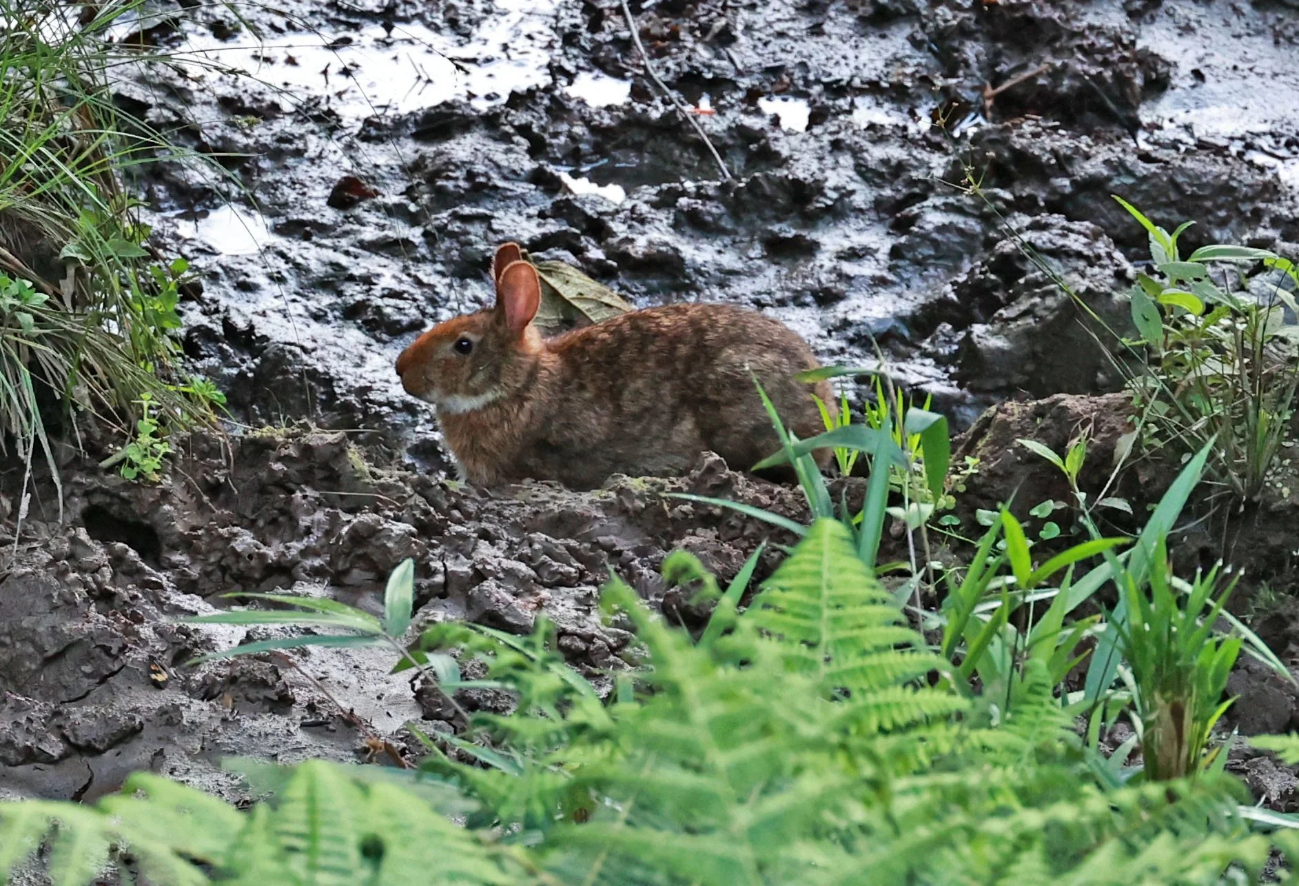Genus Sylvilagus - Common & Andean Tapeti — Coke Smith Wildlife