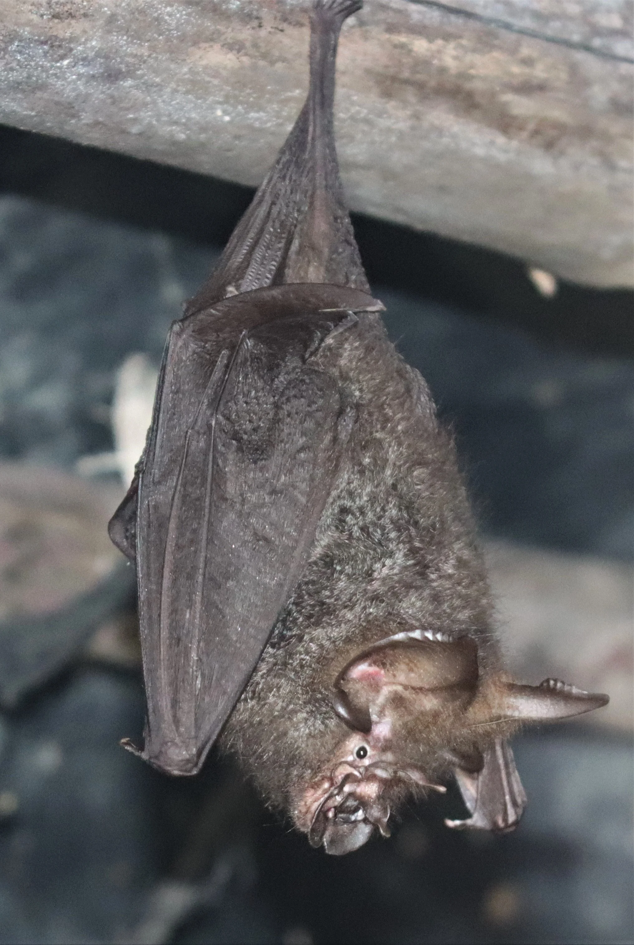 Rhinolophus luctus - Great Woolly Horseshoe Bat — Coke Smith Wildlife