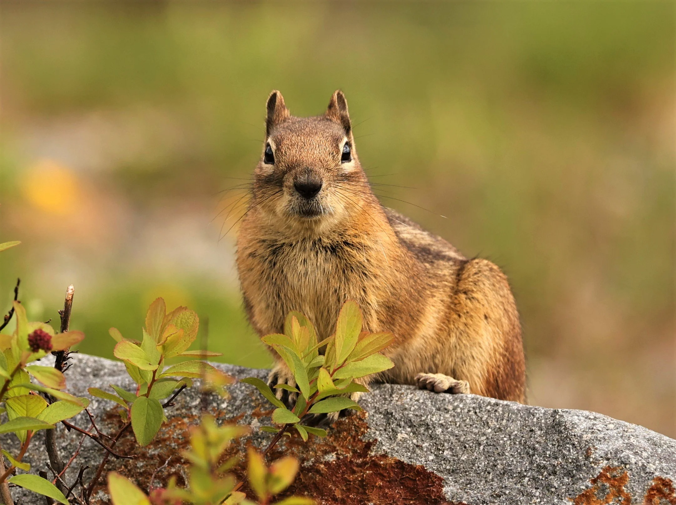 Genus Callospermophilus Golden-mantled Ground Squirrels — Coke Smith ...