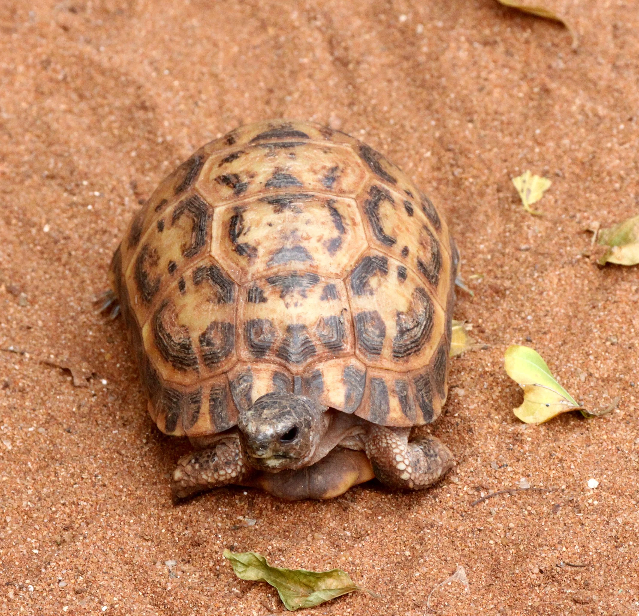 Order Testudines - Turtles & Tortoises — Coke Smith Wildlife