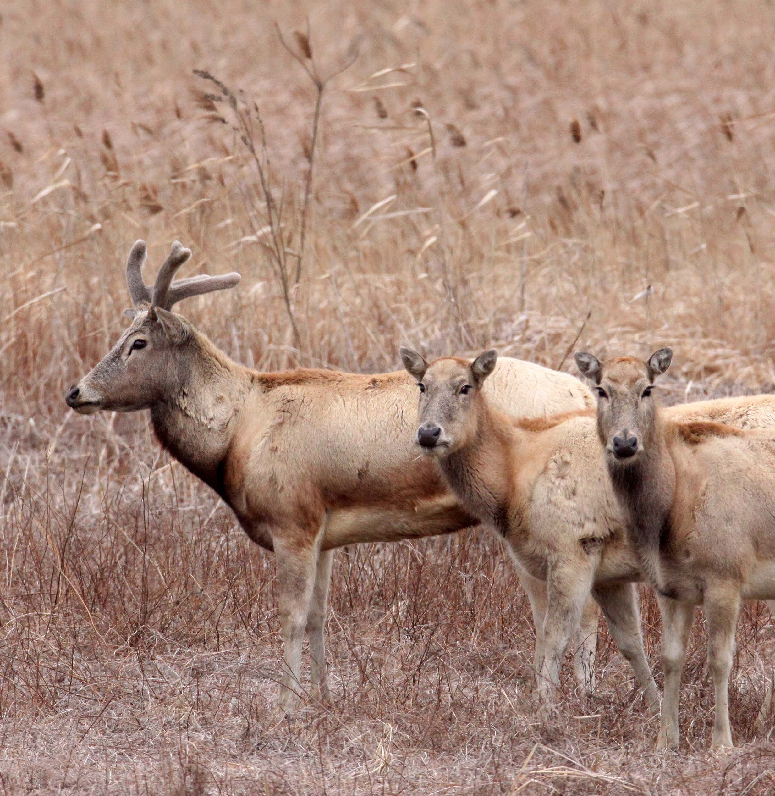 Pere David’s Deer (Elaphurus davidianus) — Coke Smith Wildlife