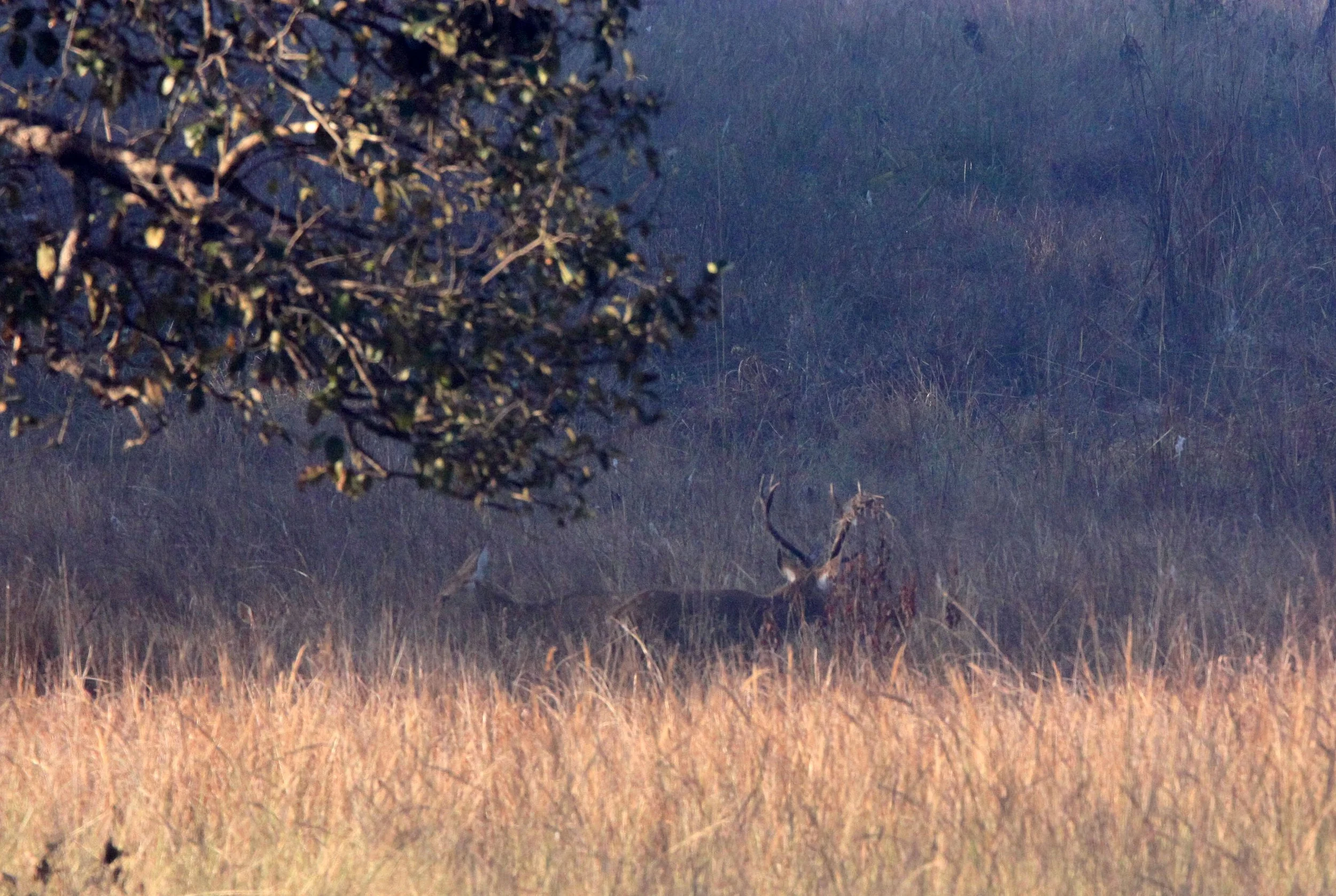 Barasingha (Rucervus) — Coke Smith Wildlife
