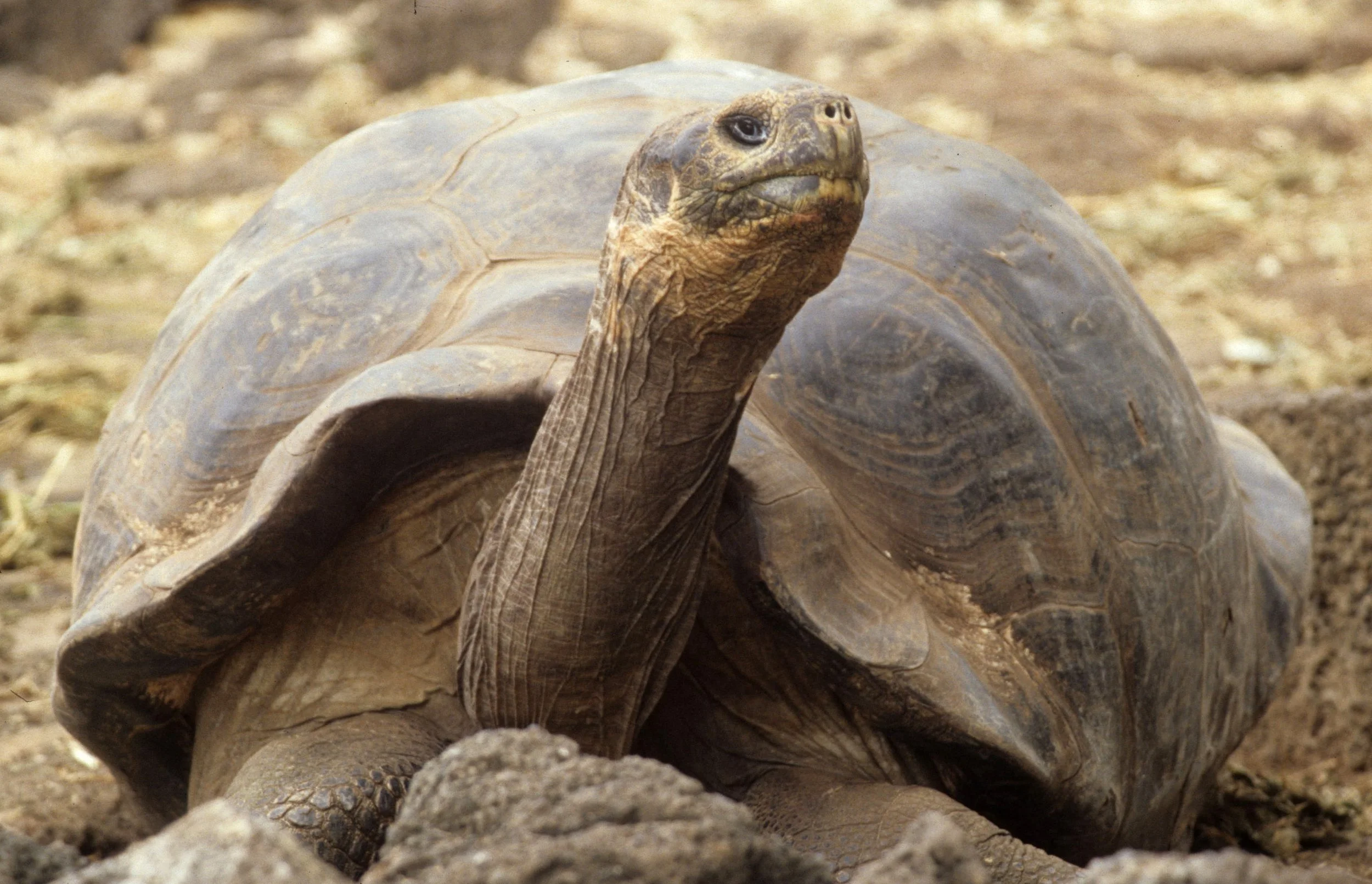 Order Testudines - Turtles & Tortoises — Coke Smith Wildlife