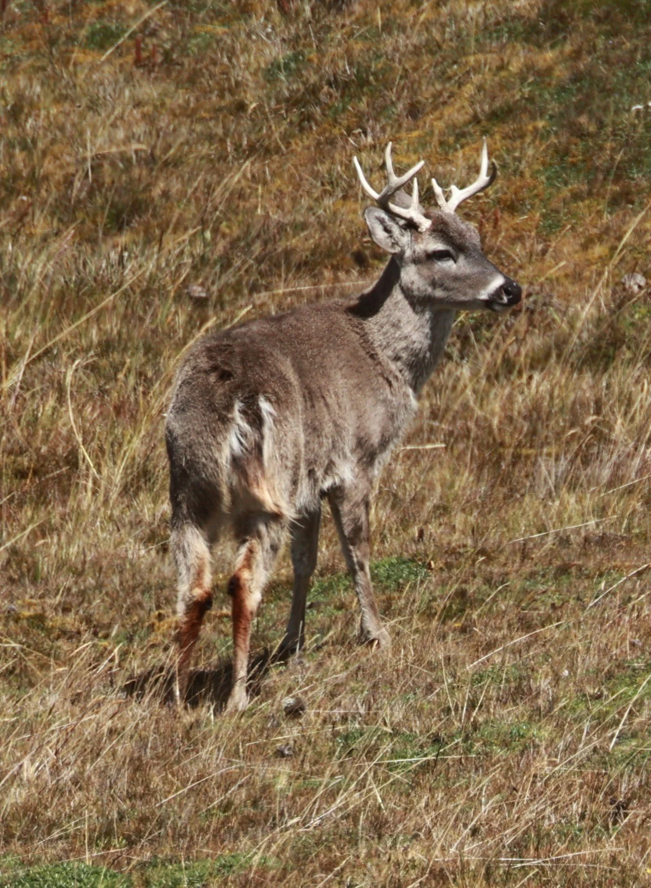 White-tailed Deer (Odocoileus virginianus) — Coke Smith Wildlife