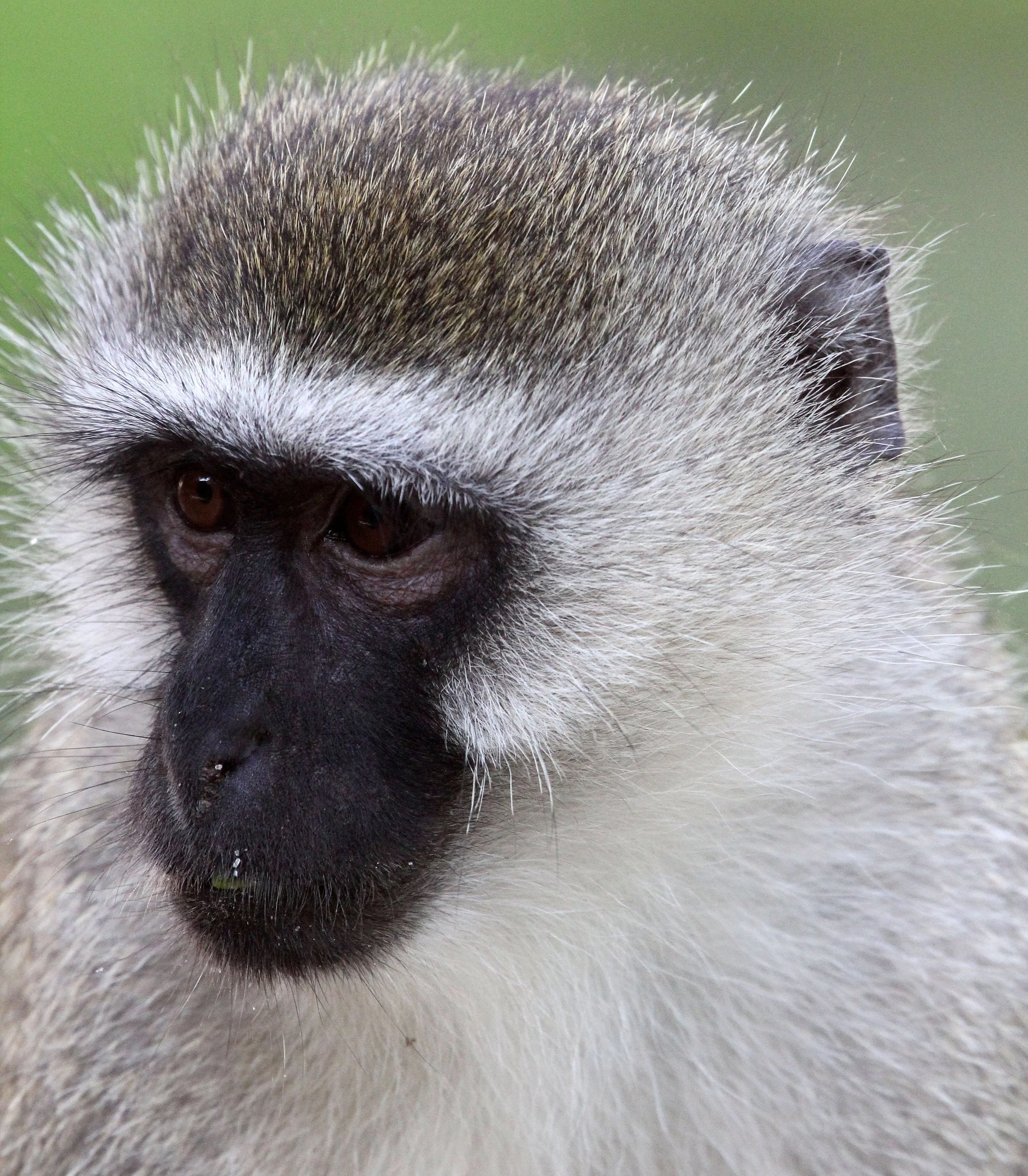 Chlorocebus pygerythrus Vervet Monkey — Coke Smith Wildlife