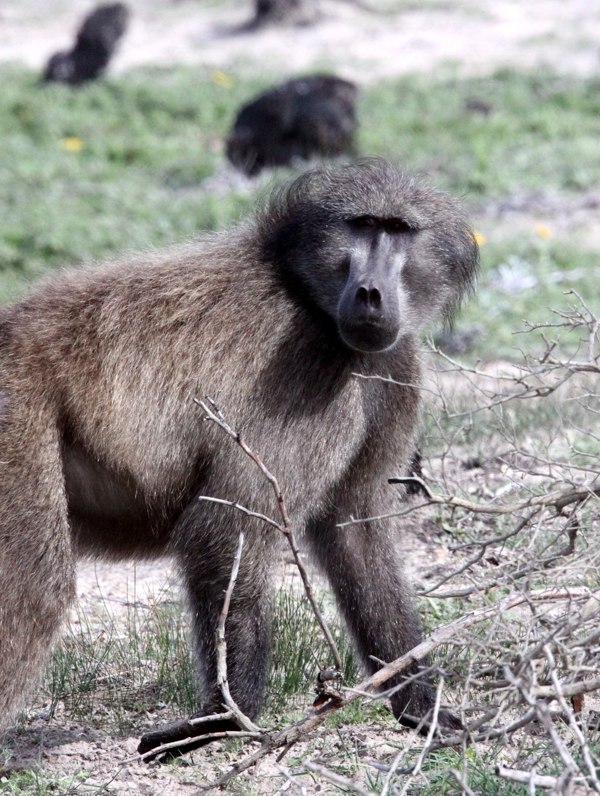 Papio ursinus Chacma Baboon — Coke Smith Wildlife