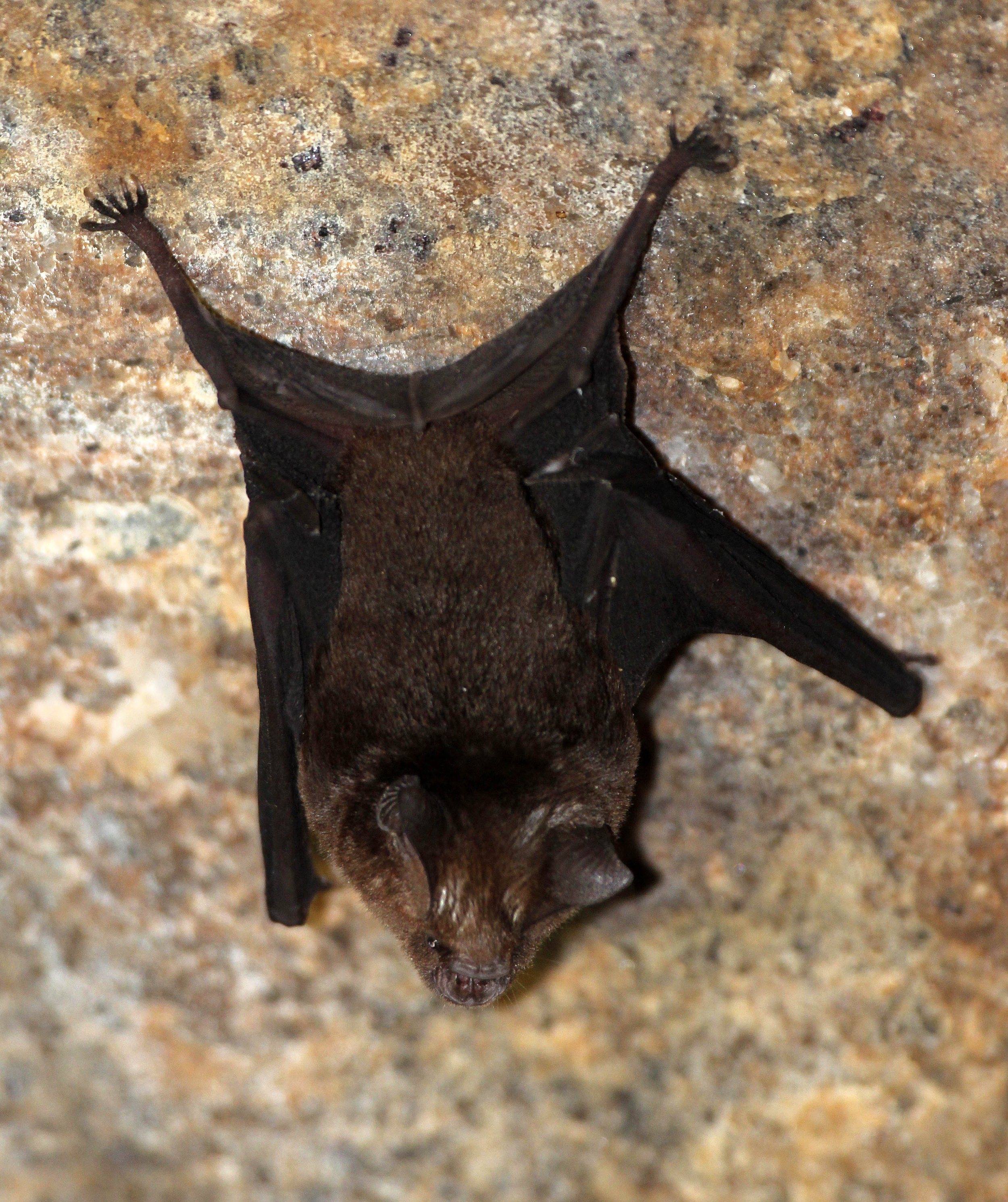 Hipposideros speoris - Schneider's Roundleaf Bat — Coke Smith Wildlife