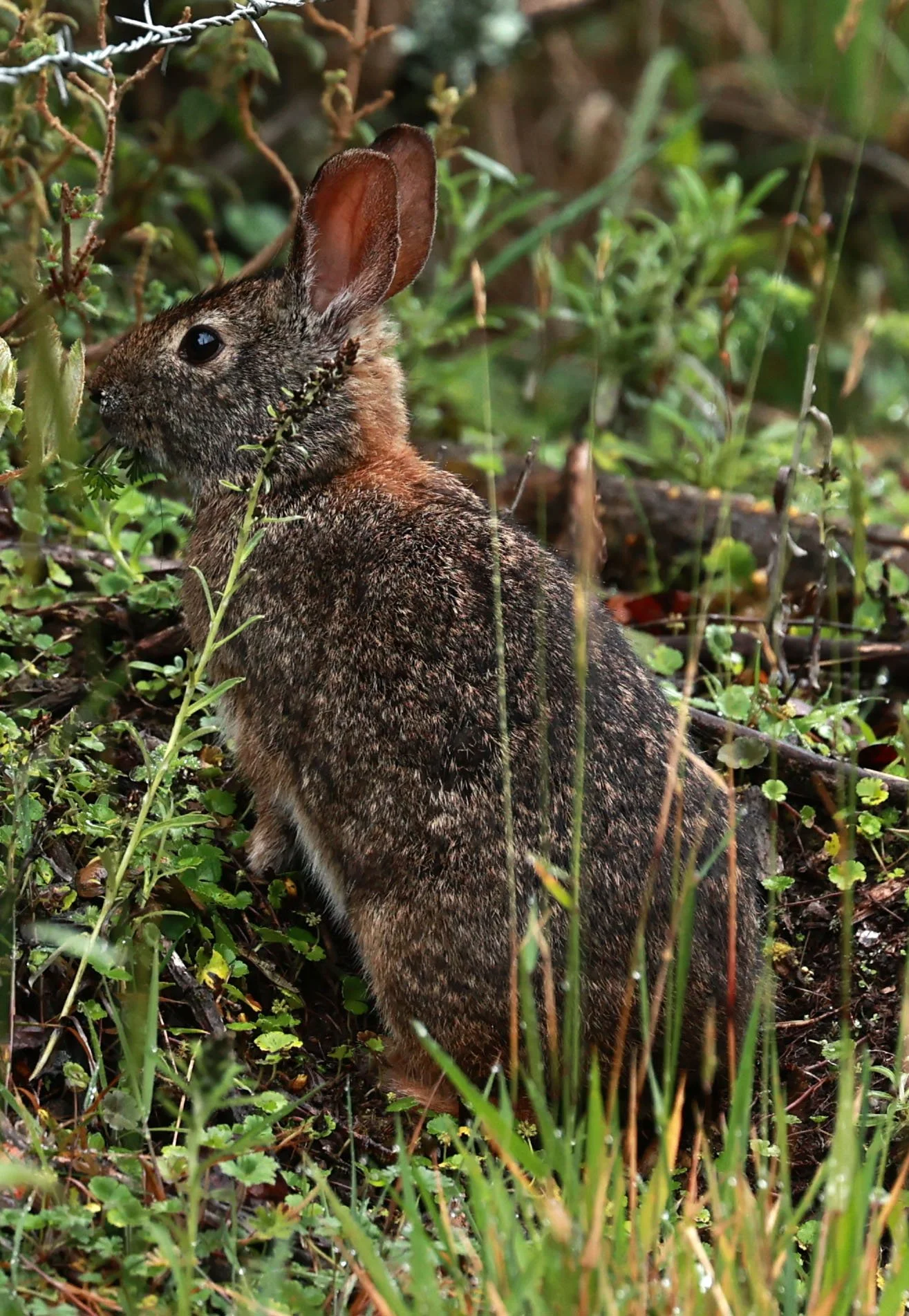 Genus Sylvilagus - Common & Andean Tapeti — Coke Smith Wildlife