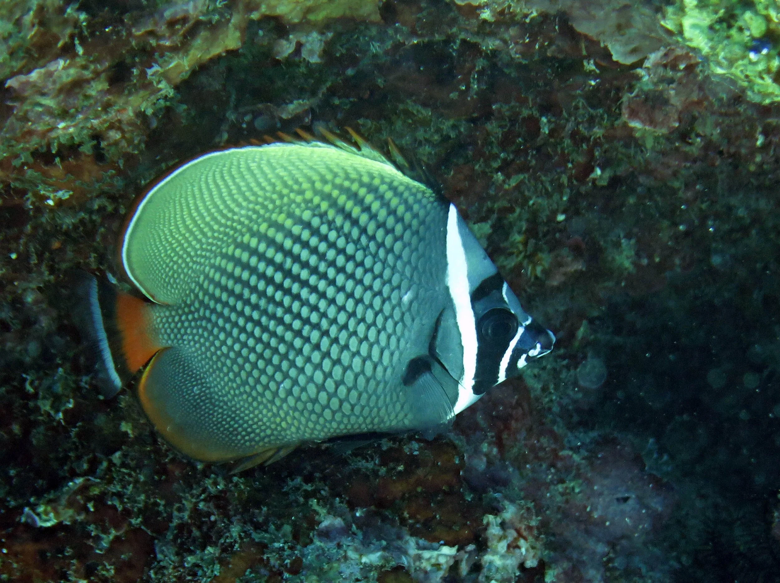 Family Chaetodontidae - Butterflyfish — Coke Smith Wildlife