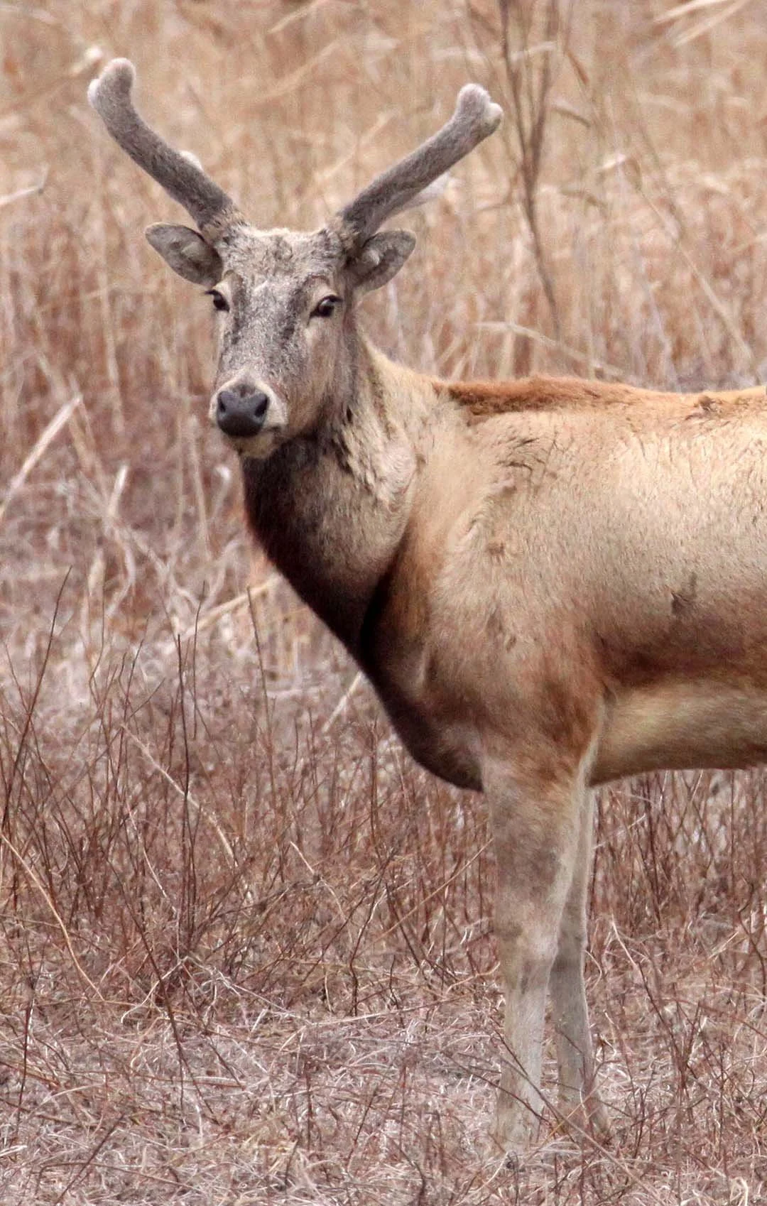 Pere David’s Deer (Elaphurus davidianus) — Coke Smith Wildlife