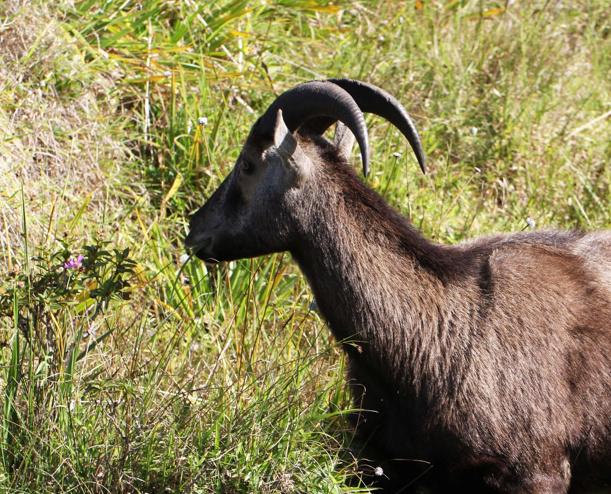 Nilgiritragus hylocrius Nilgiri Tahr — Coke Smith Wildlife