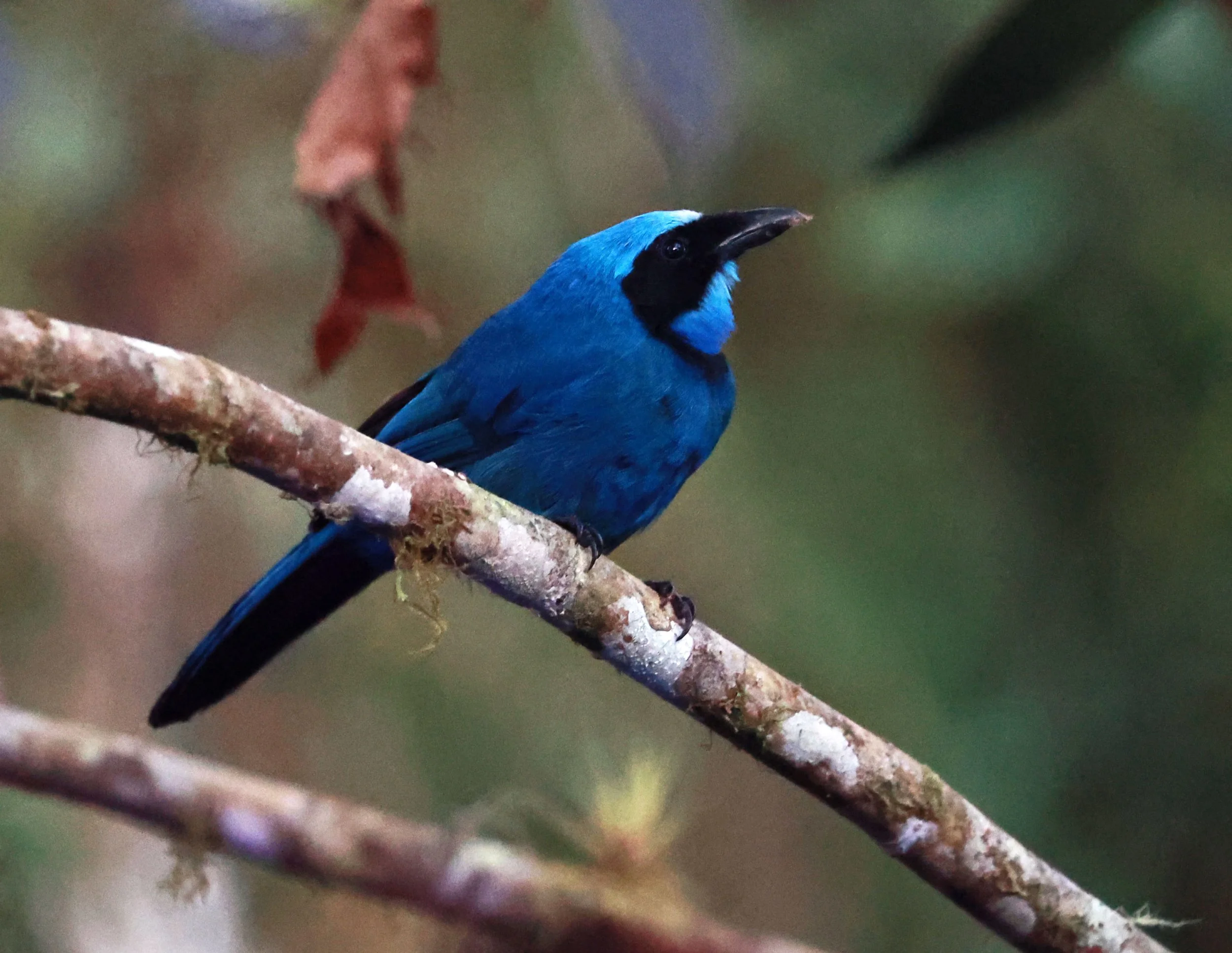 Turquoise Jay (Cyanolyca turcosa) Guango Lodge, Papallacta, Ecuador ...