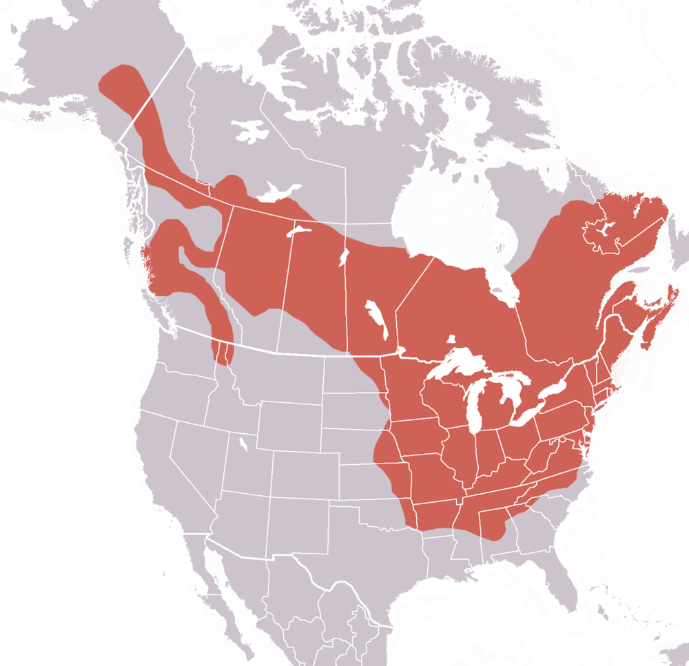 Genus Marmota The Marmots — Coke Smith Wildlife