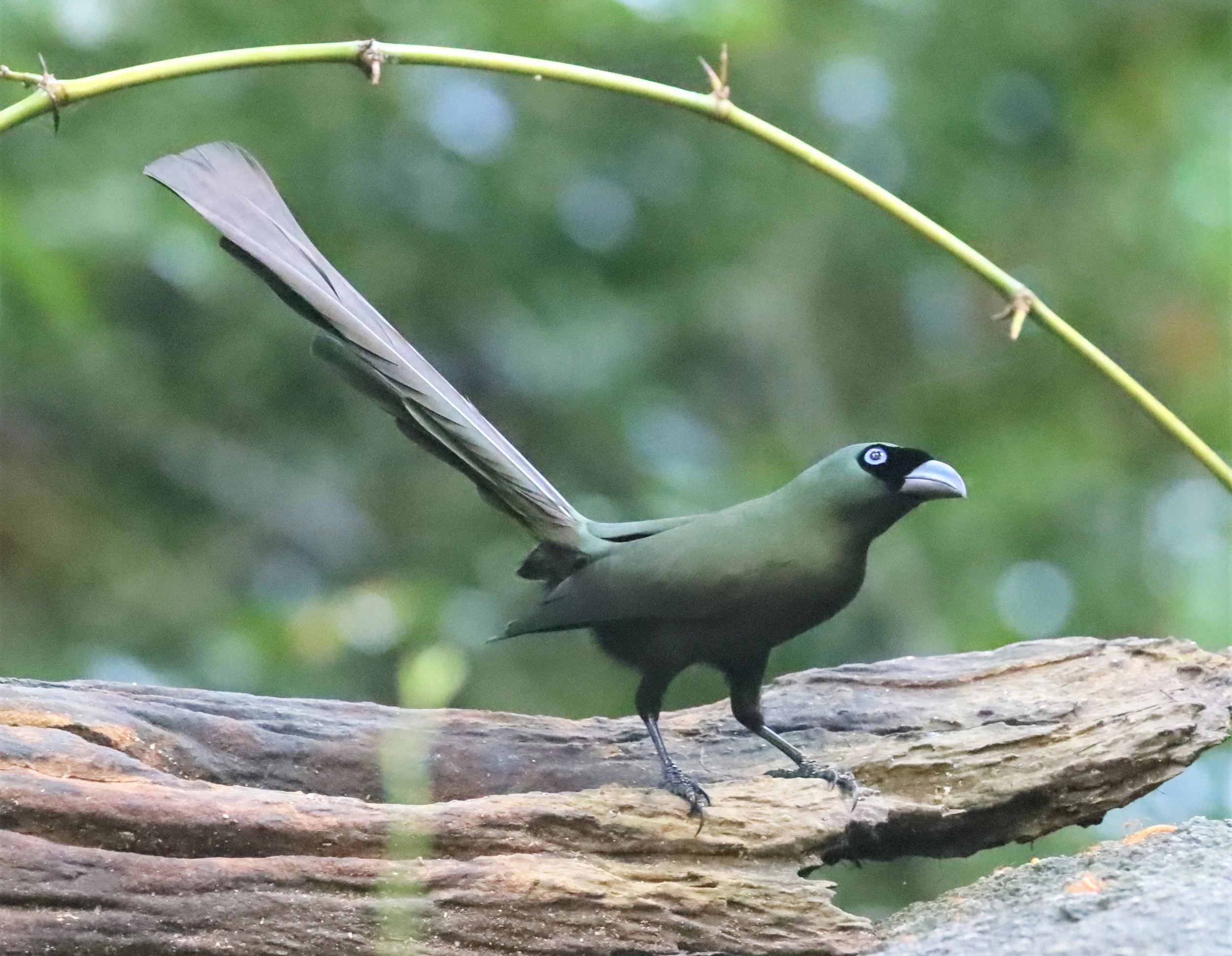 Racket-tailed Treepie (Crypsirina temia) Thailand — Coke Smith Wildlife