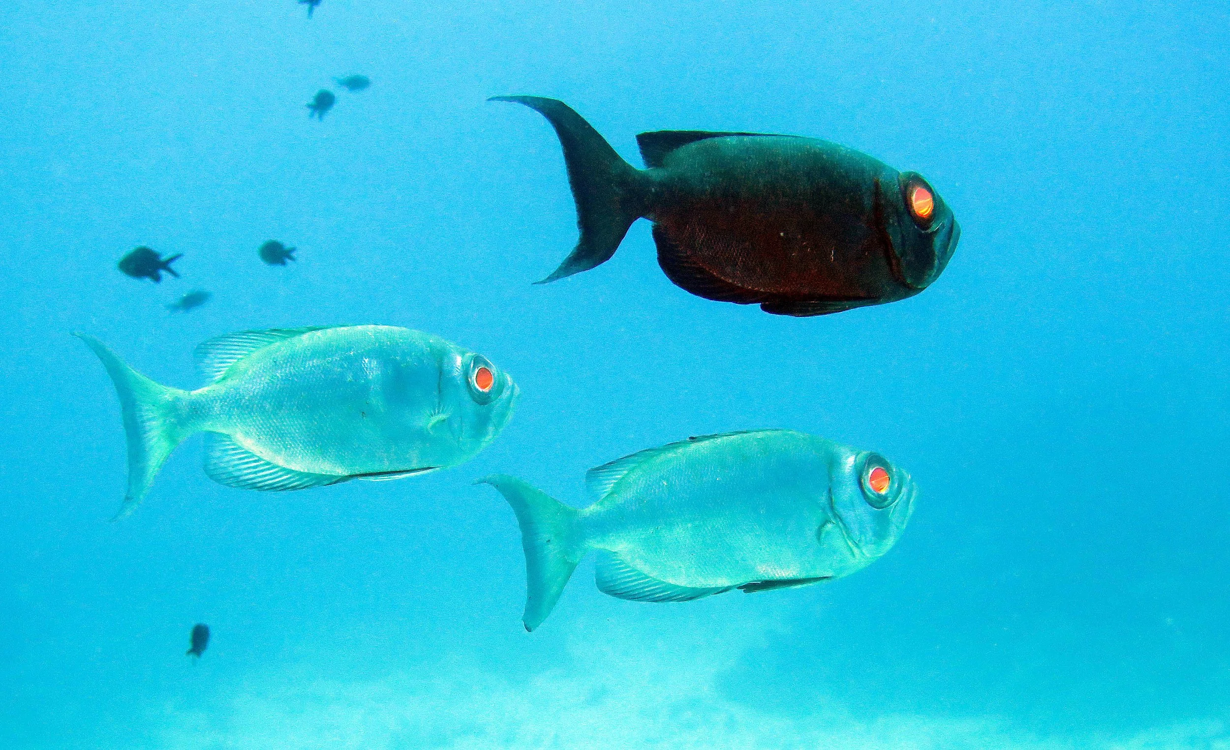 Family Priacanthidae - Bigeyes — Coke Smith Wildlife